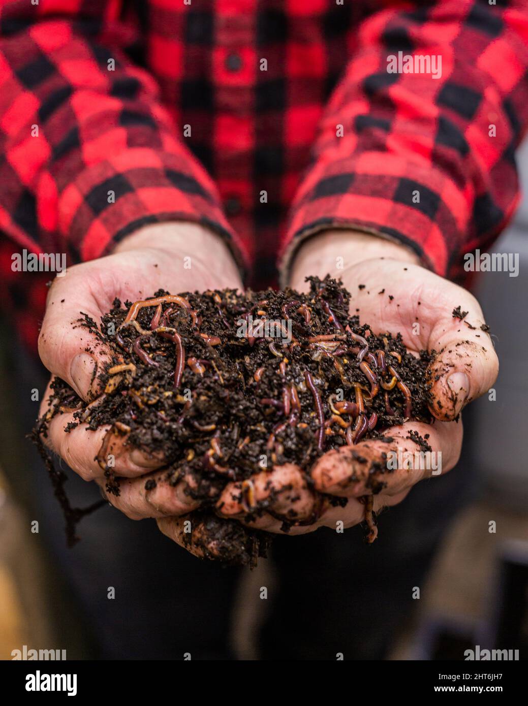 Shallow focus of an Organic composted worms in hands at a farm Stock ...