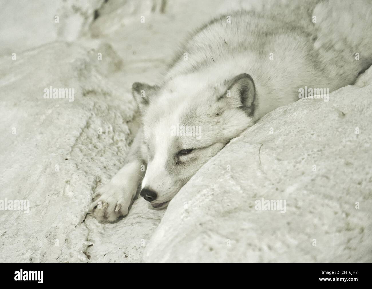 Cute arctic fox resting on the rocks Stock Photo - Alamy