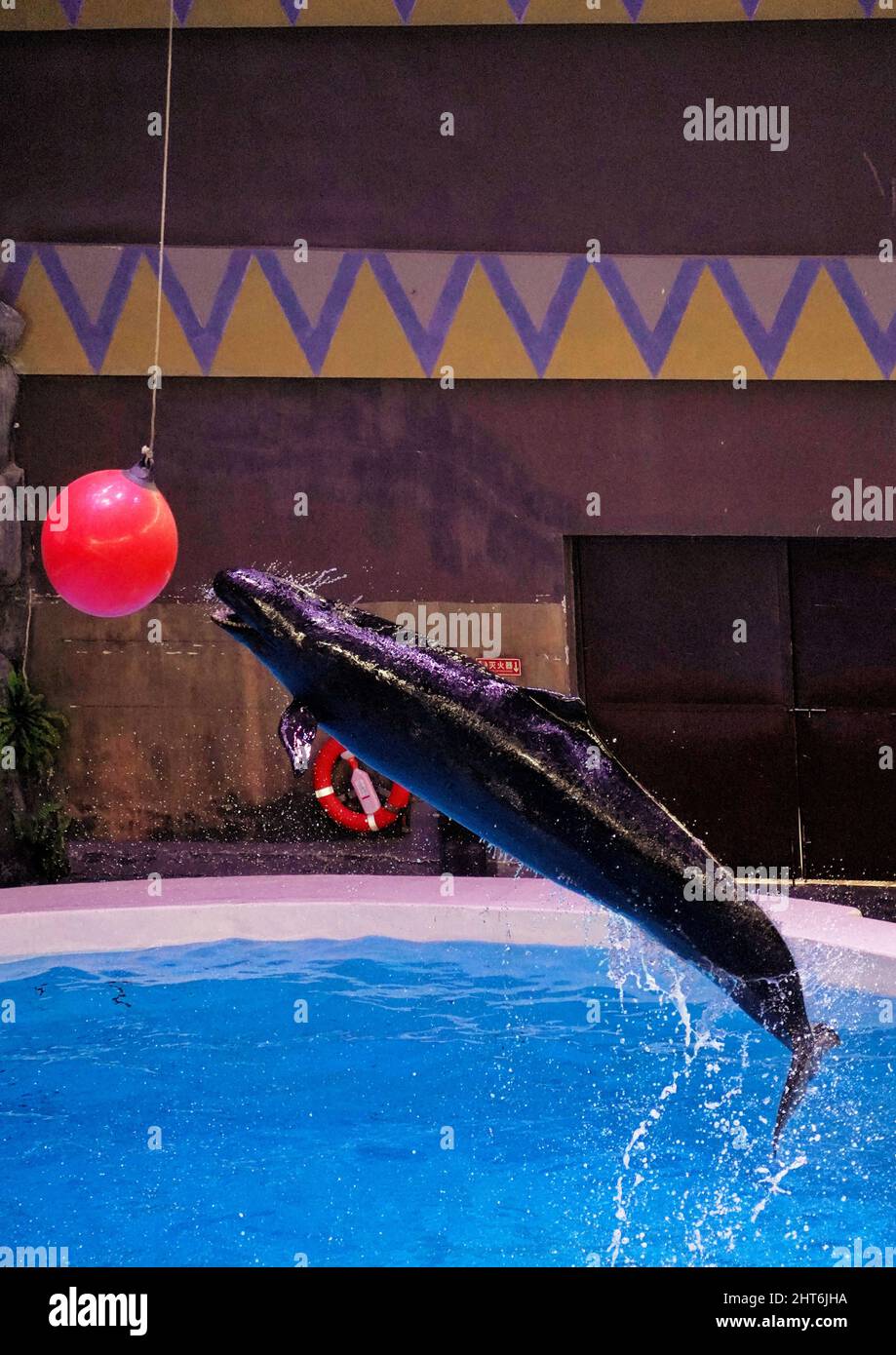 Exciting show with a cute dolphin in action Stock Photo - Alamy