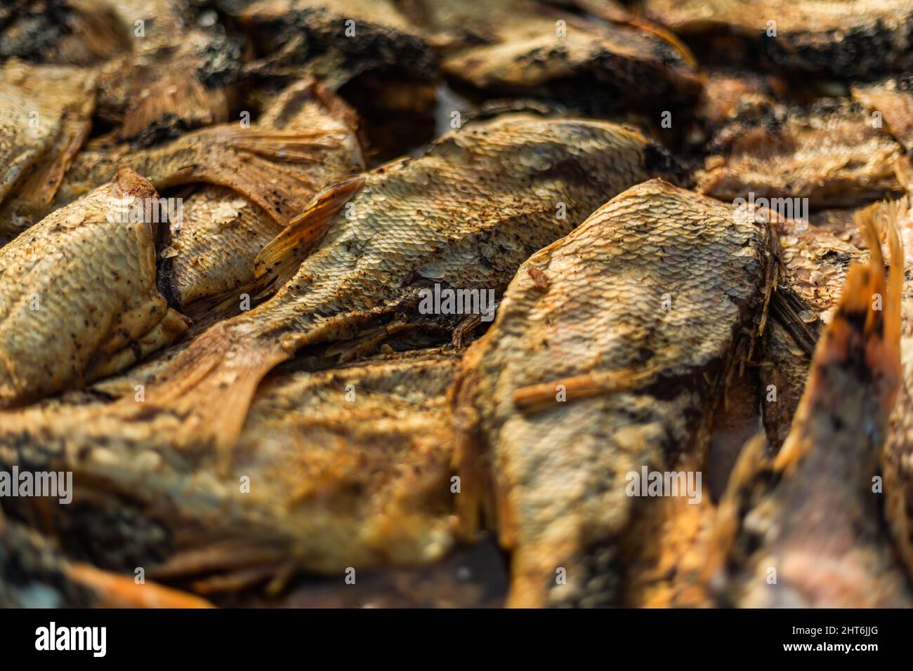 Closeup of decomposing fish used to create organic soil amendments for ...
