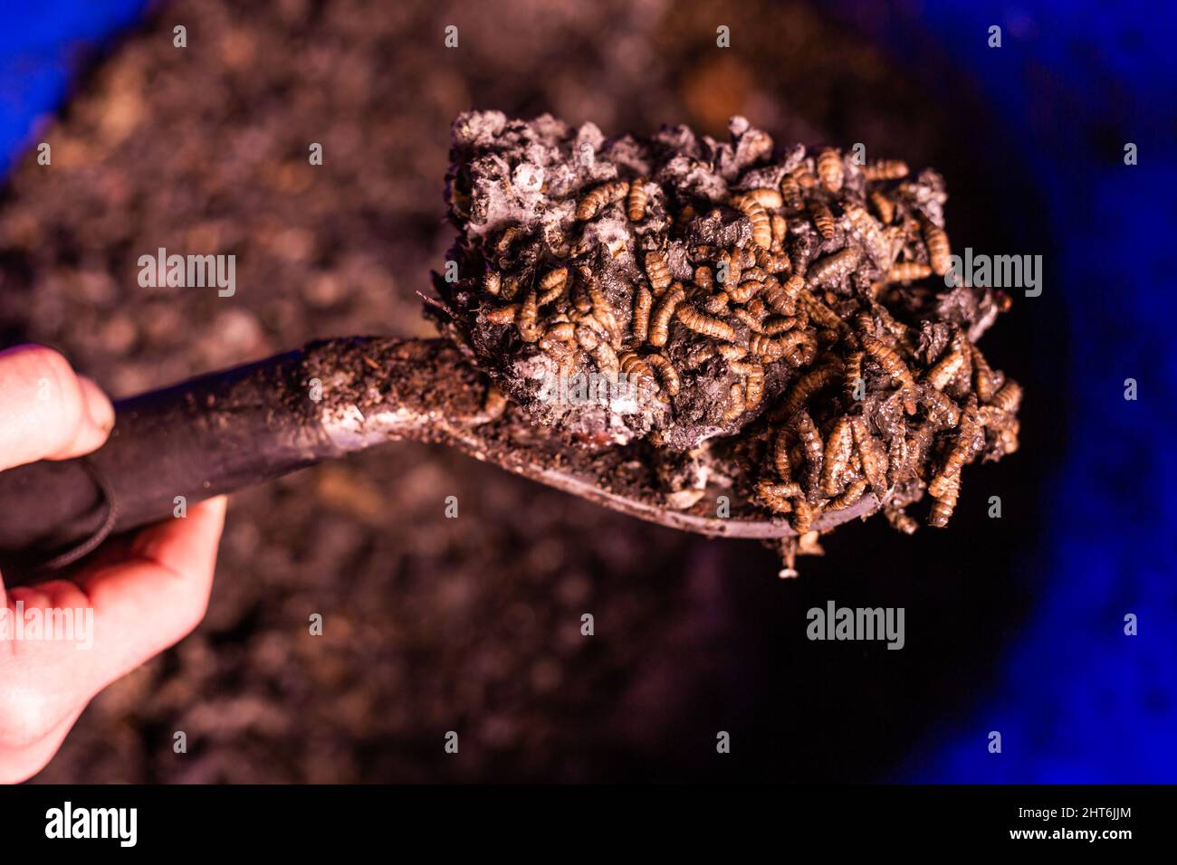 Shallow focus of Wasted food in a compost bin rotting with worms soil ...