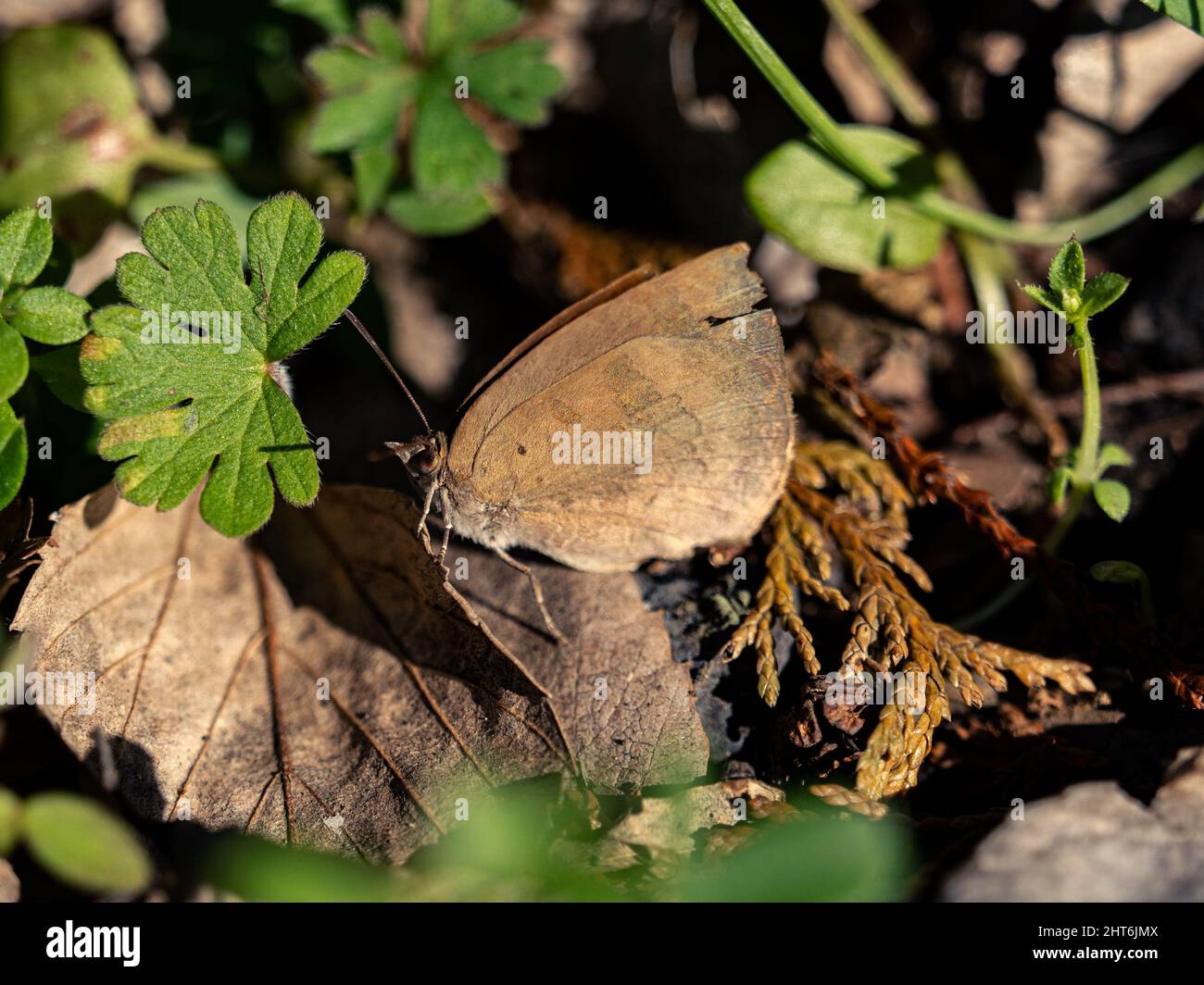 Japanese oakblue butterfly sitting on autumn leaves in the daytime ...
