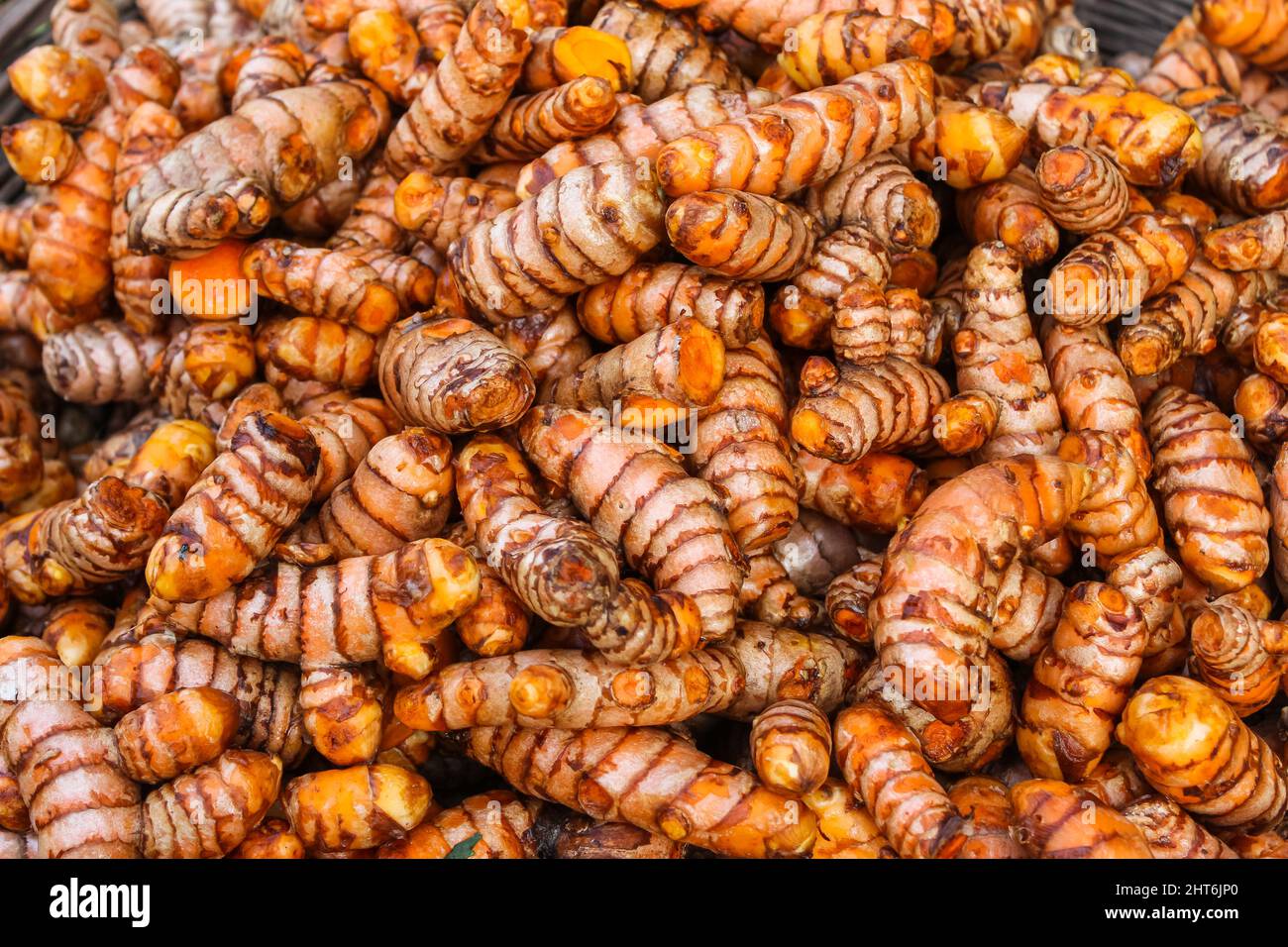 Heap of freshly harvested raw turmeric at a farm field Stock Photo - Alamy