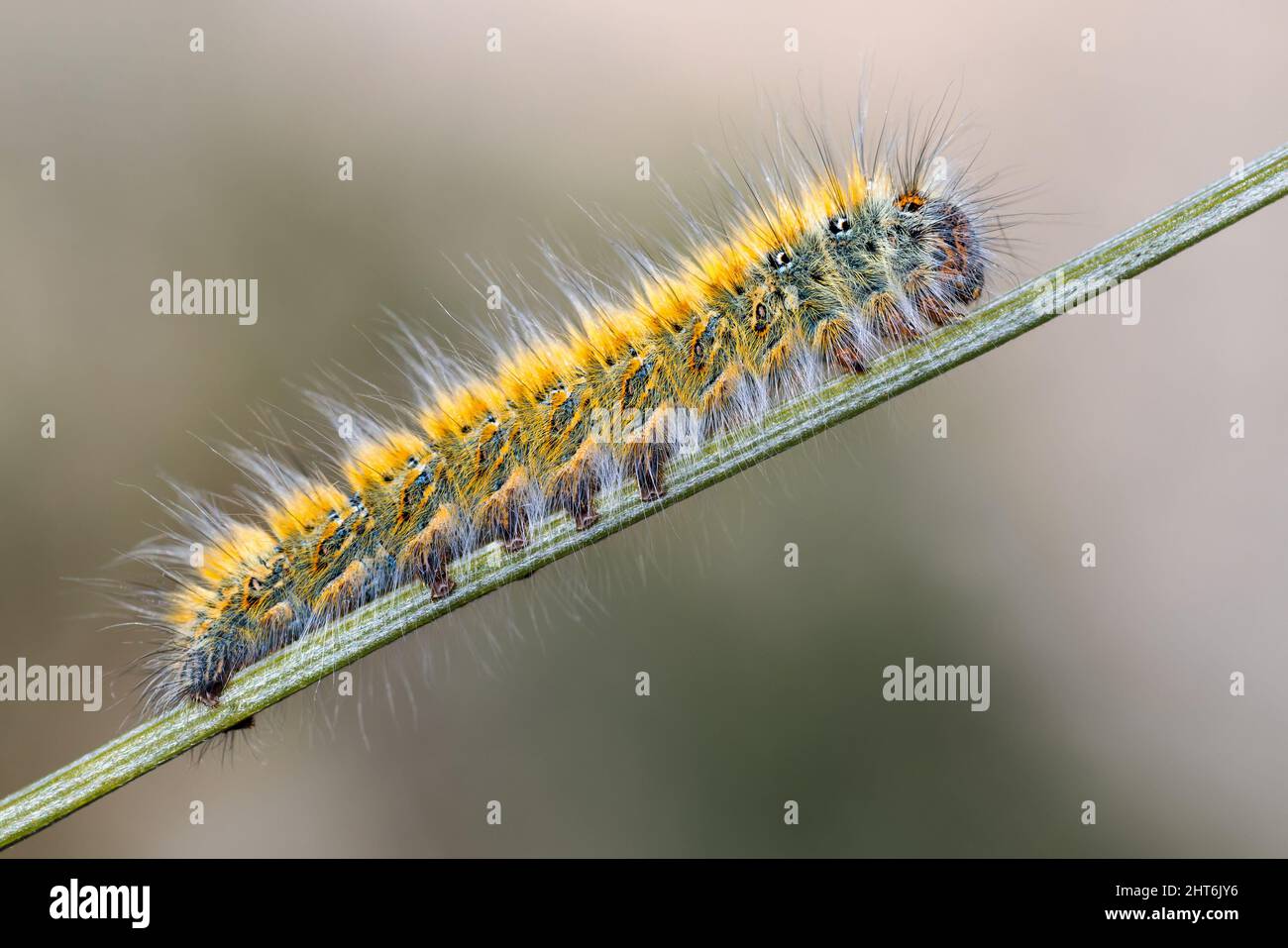 Green caterpillar spain hi-res stock photography and images - Alamy