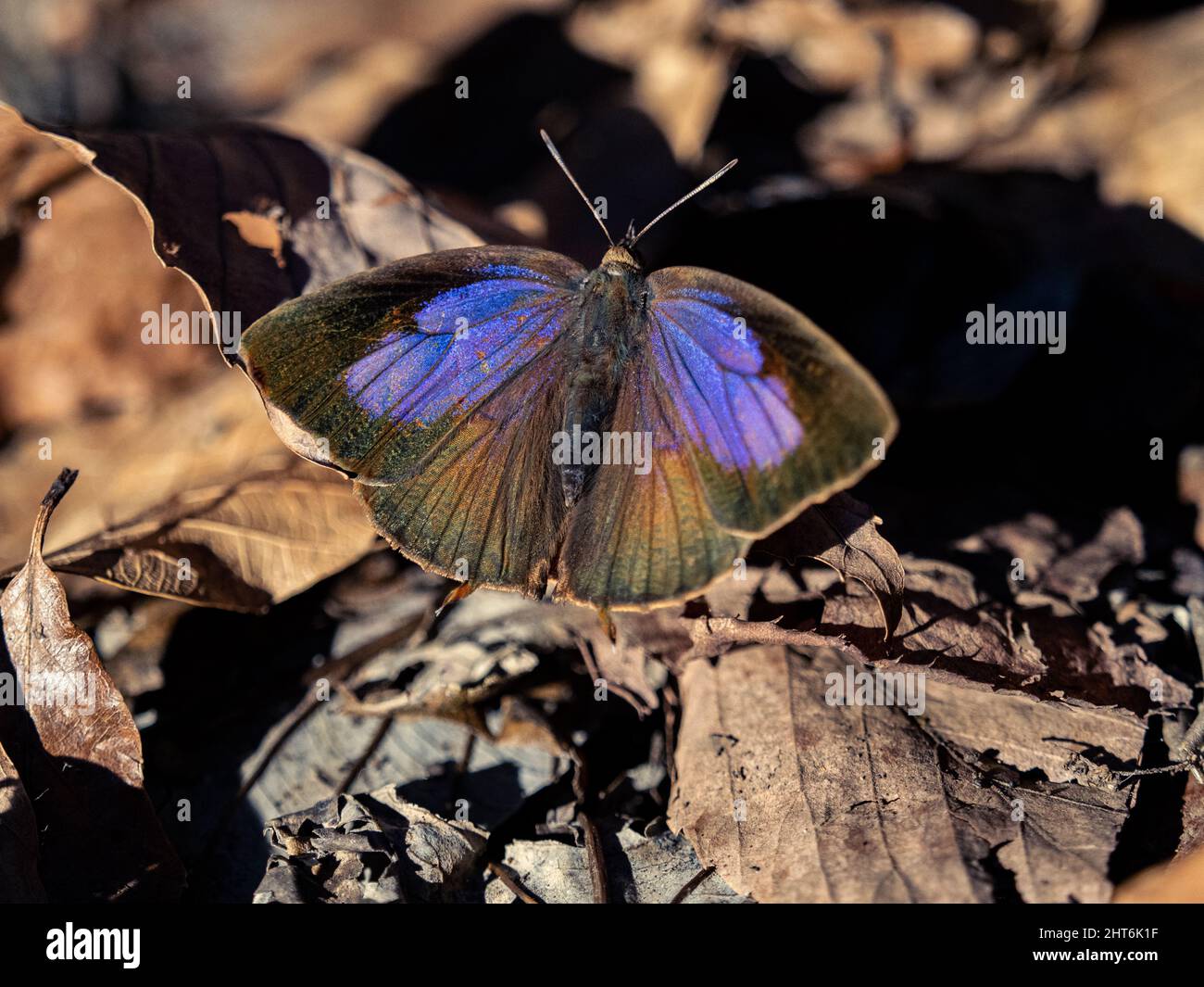 Japanese oakblue butterfly sitting on autumn leaves in the daytime ...