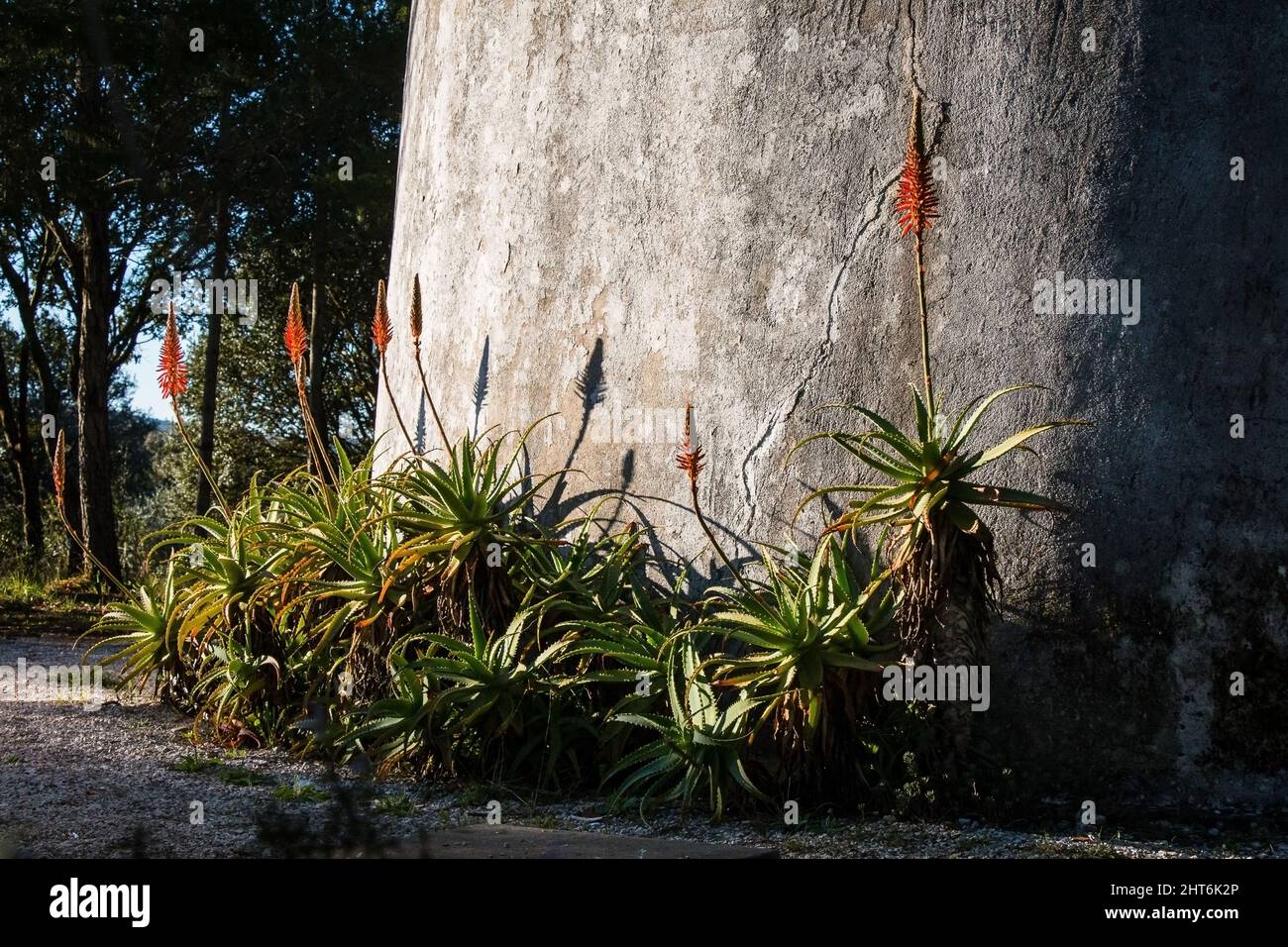 View of candelabra aloe (Aloe arborescens) growing by an old building ...