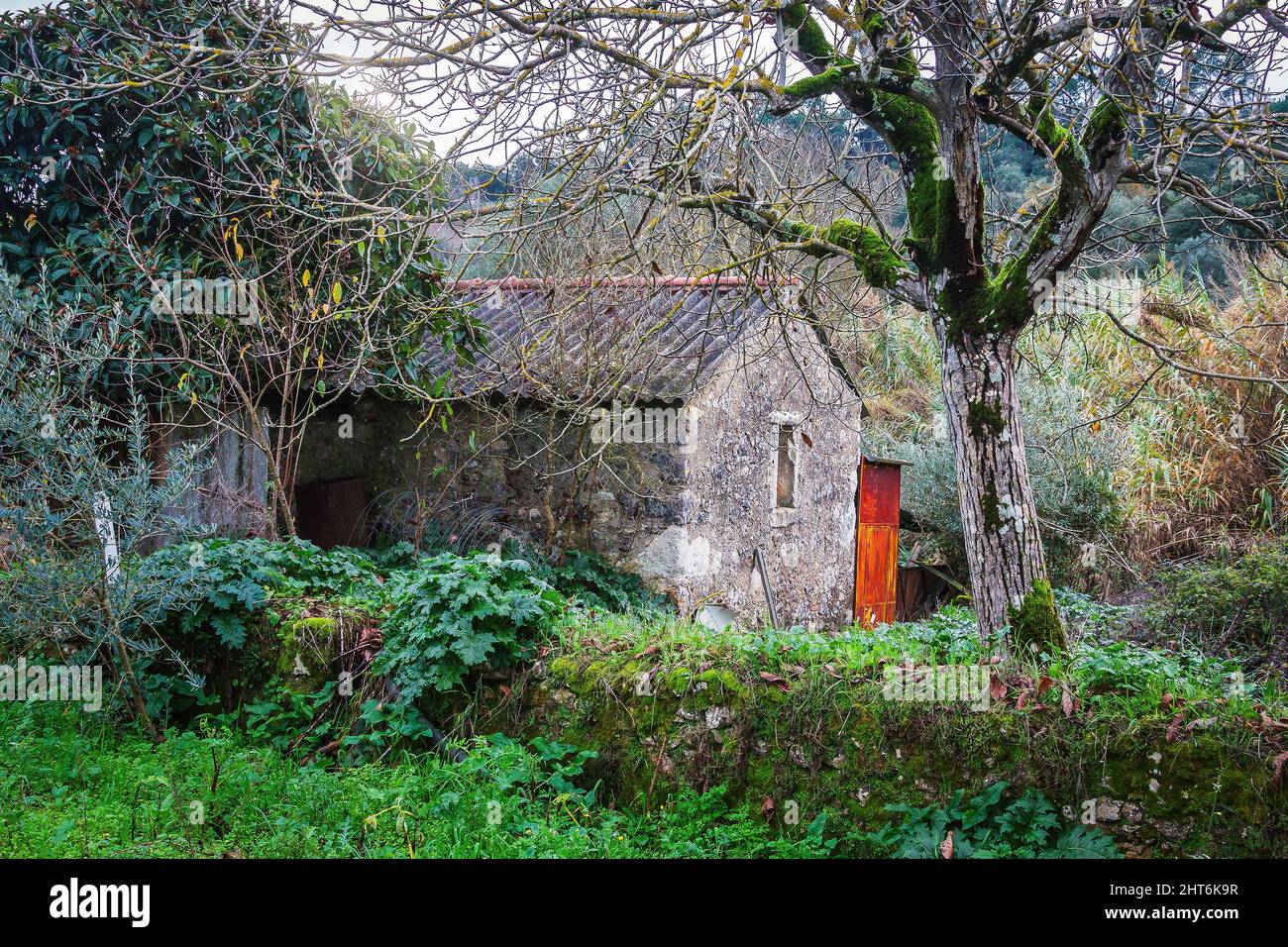 Old building in overgrown greenery Stock Photo - Alamy