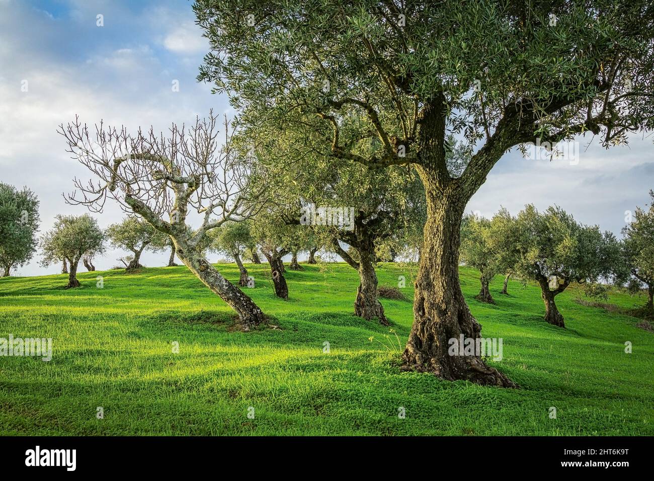 View of trees in a rural area Stock Photo - Alamy