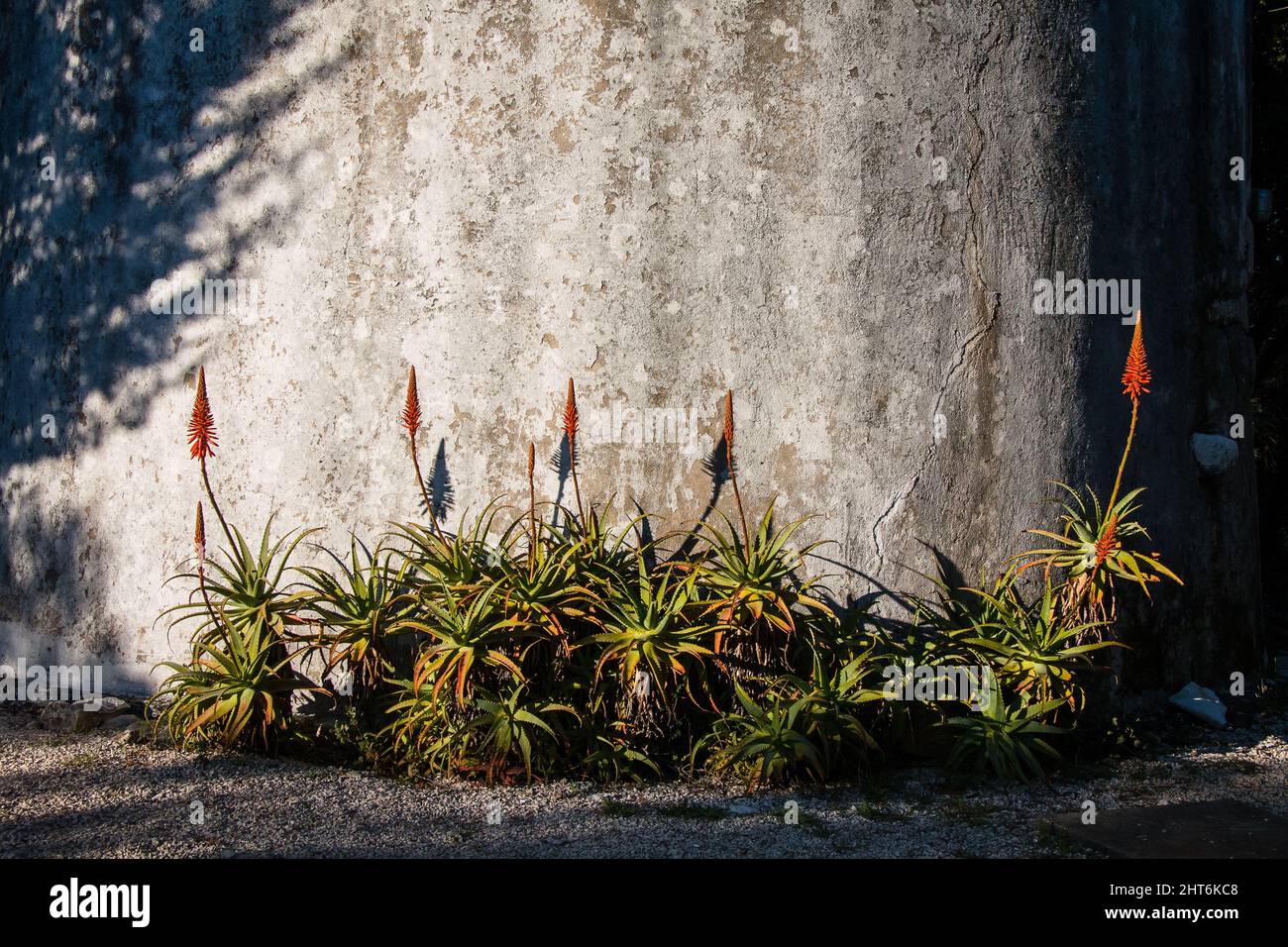 View of candelabra aloe (Aloe arborescens) growing by an old building ...