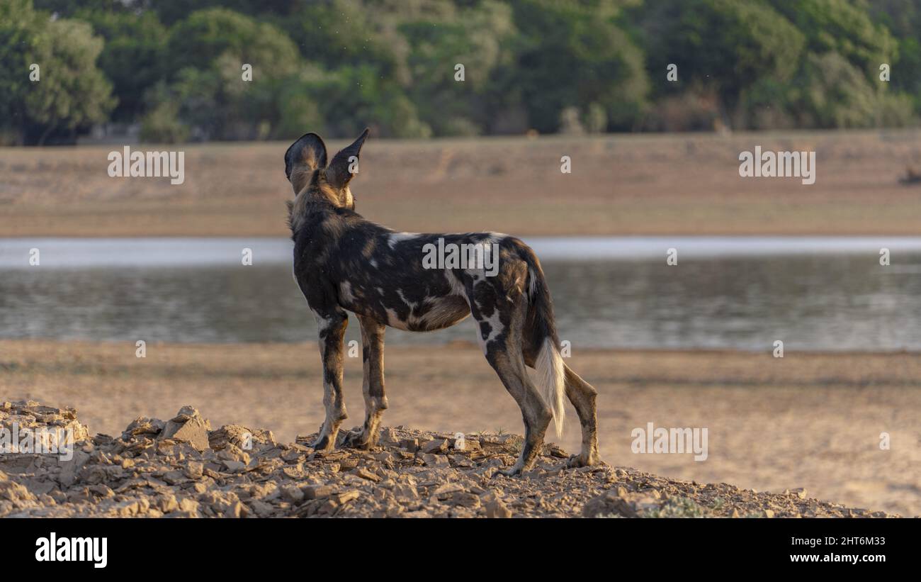 Selective of an African wild dog (Lycaon pictus Stock Photo - Alamy