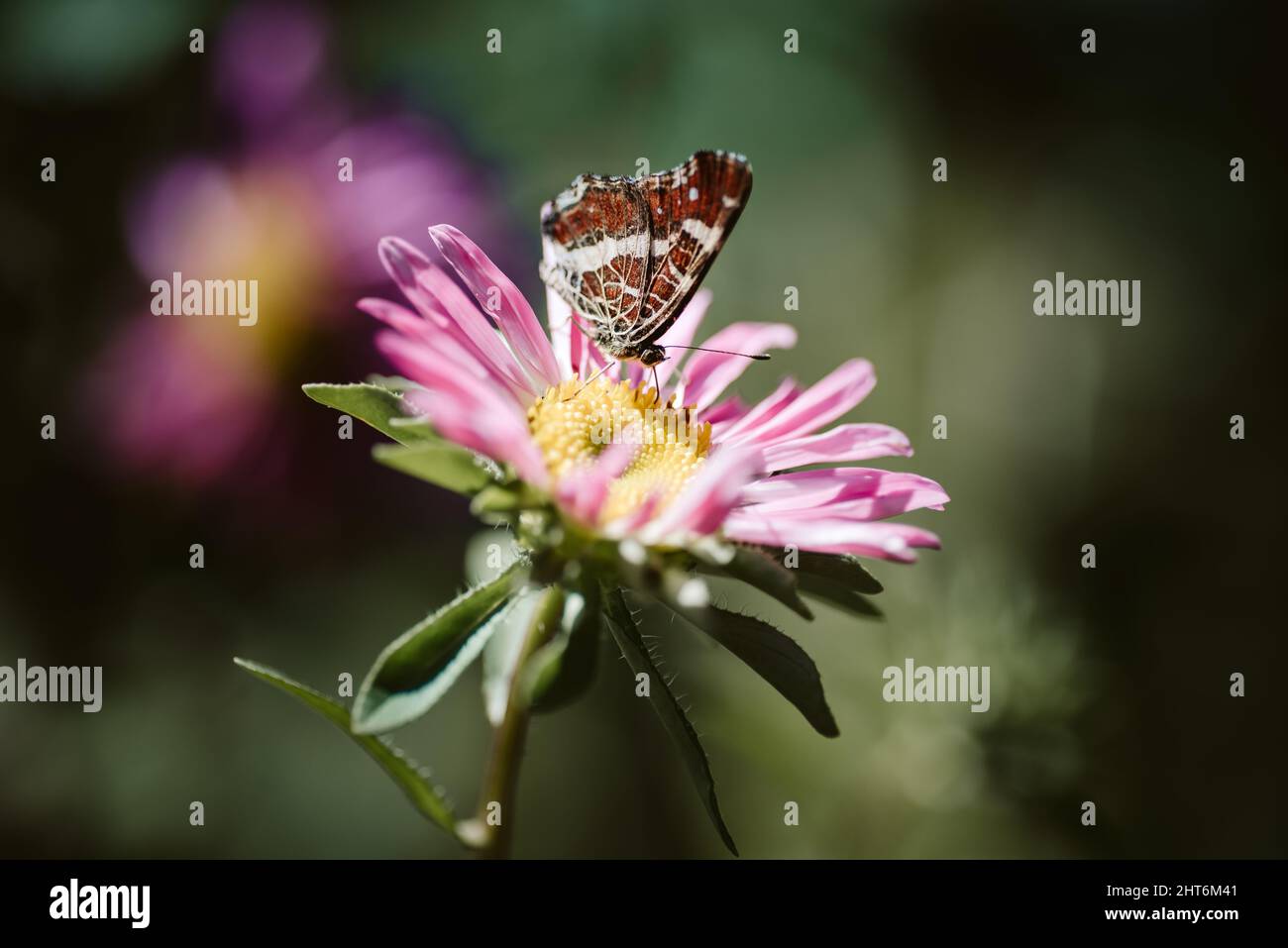 Closeup shot of the beautiful butterfly taking pollen from the pink ...