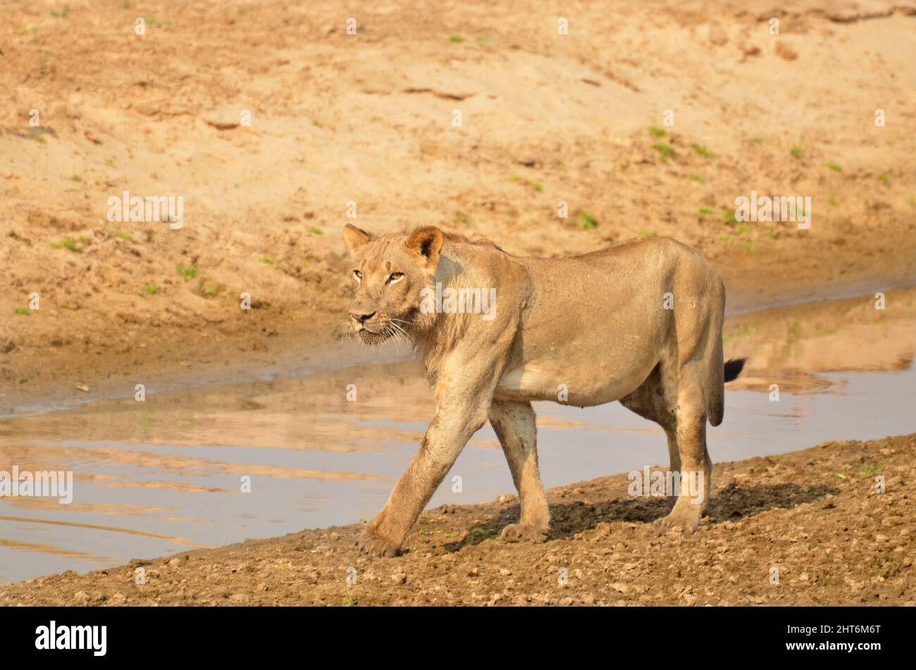 Female lion walking by a stream Stock Photo - Alamy
