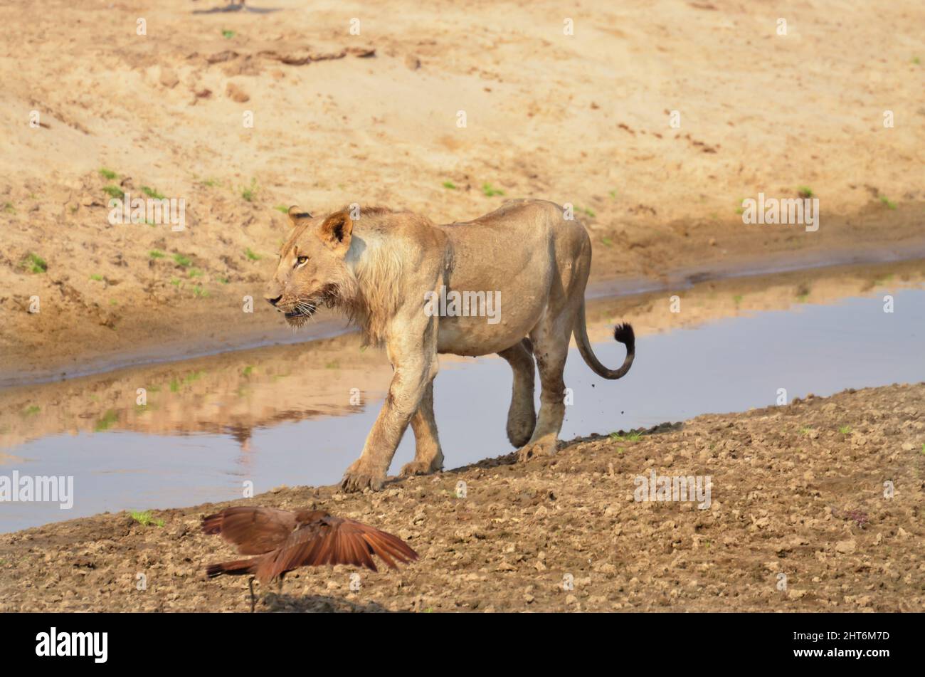 Female lion walking by a stream Stock Photo - Alamy