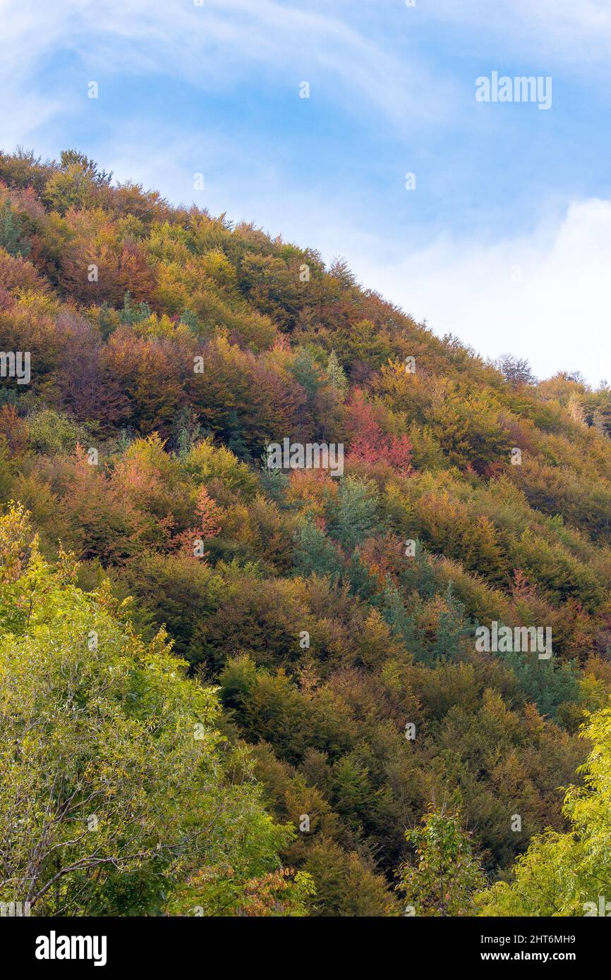 Vertical shot of a beautiful forest on a sunny day Stock Photo - Alamy