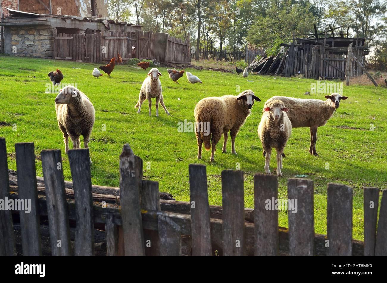 Green field with sheep hi-res stock photography and images - Alamy