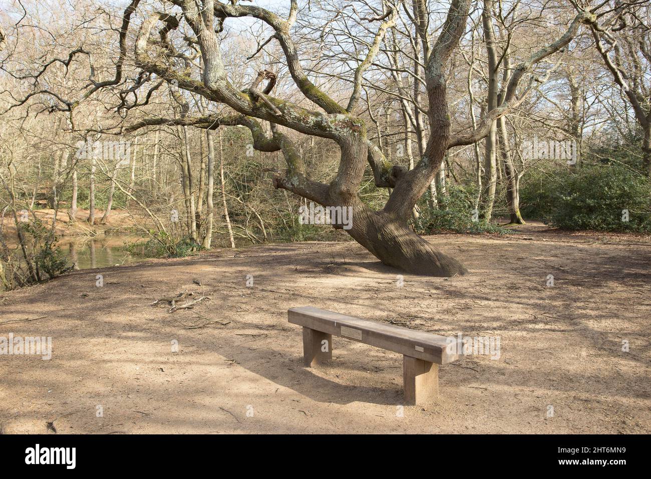Strawberry Hill Epping Forest Essex England UK Stock Photo - Alamy