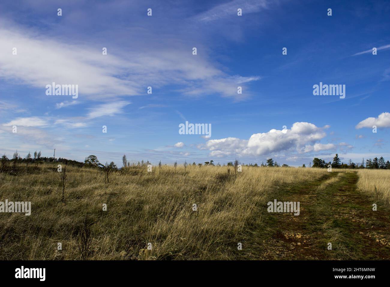 Aerial shot of a beautiful forest on a sunny day Stock Photo - Alamy