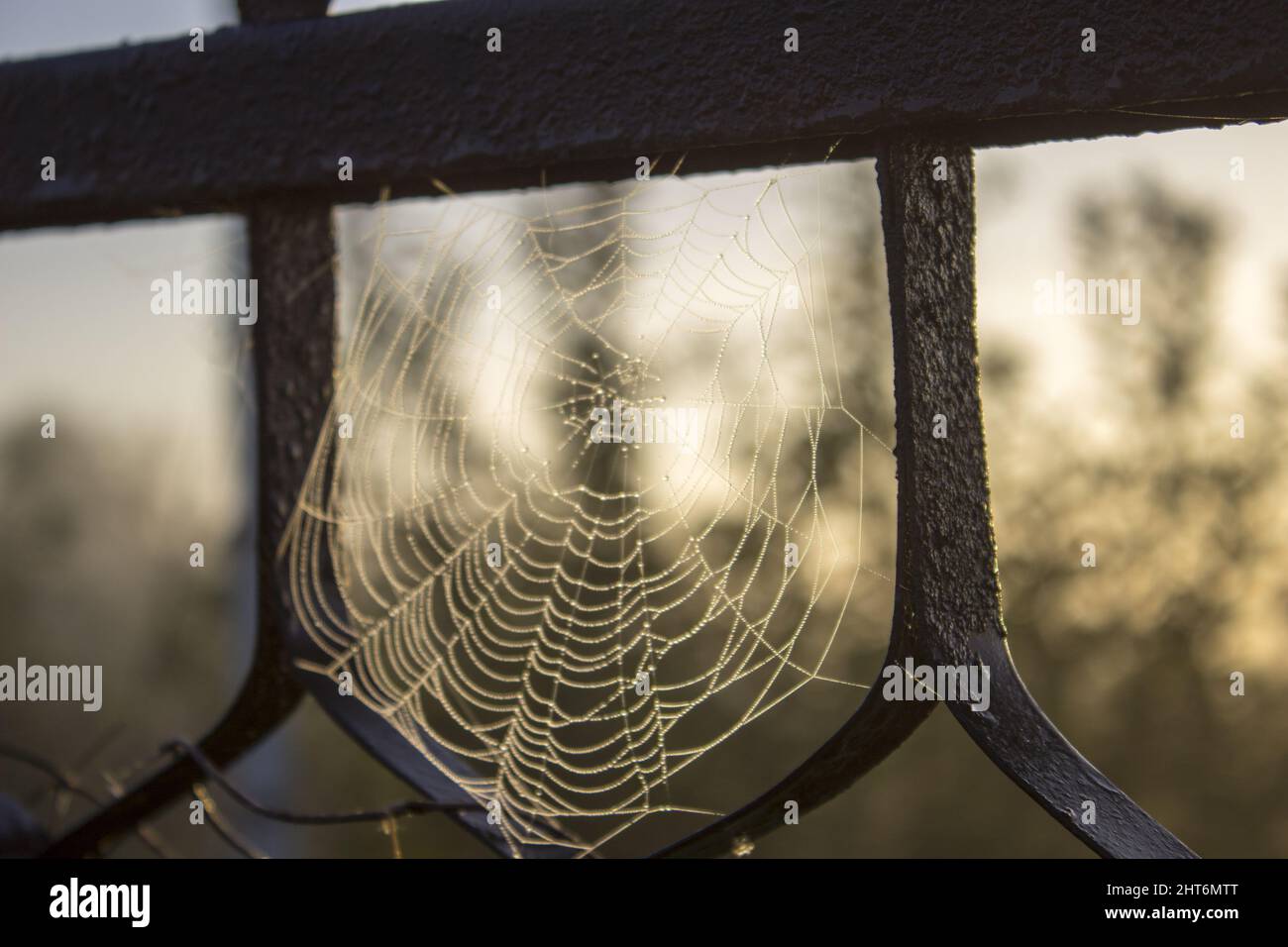 A selective of a spiderweb on a railing Stock Photo - Alamy