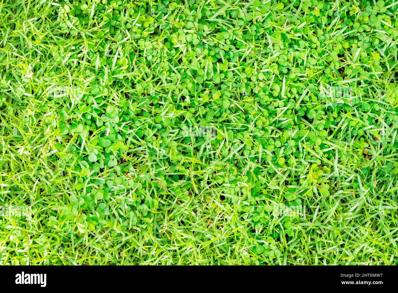 background green grass, mown meadow lawn top view. Summer spring ...