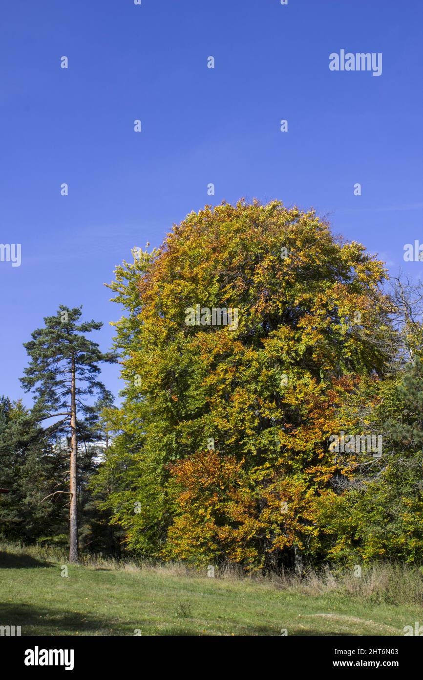 Beautiful vertical shot forest hi-res stock photography and images - Alamy