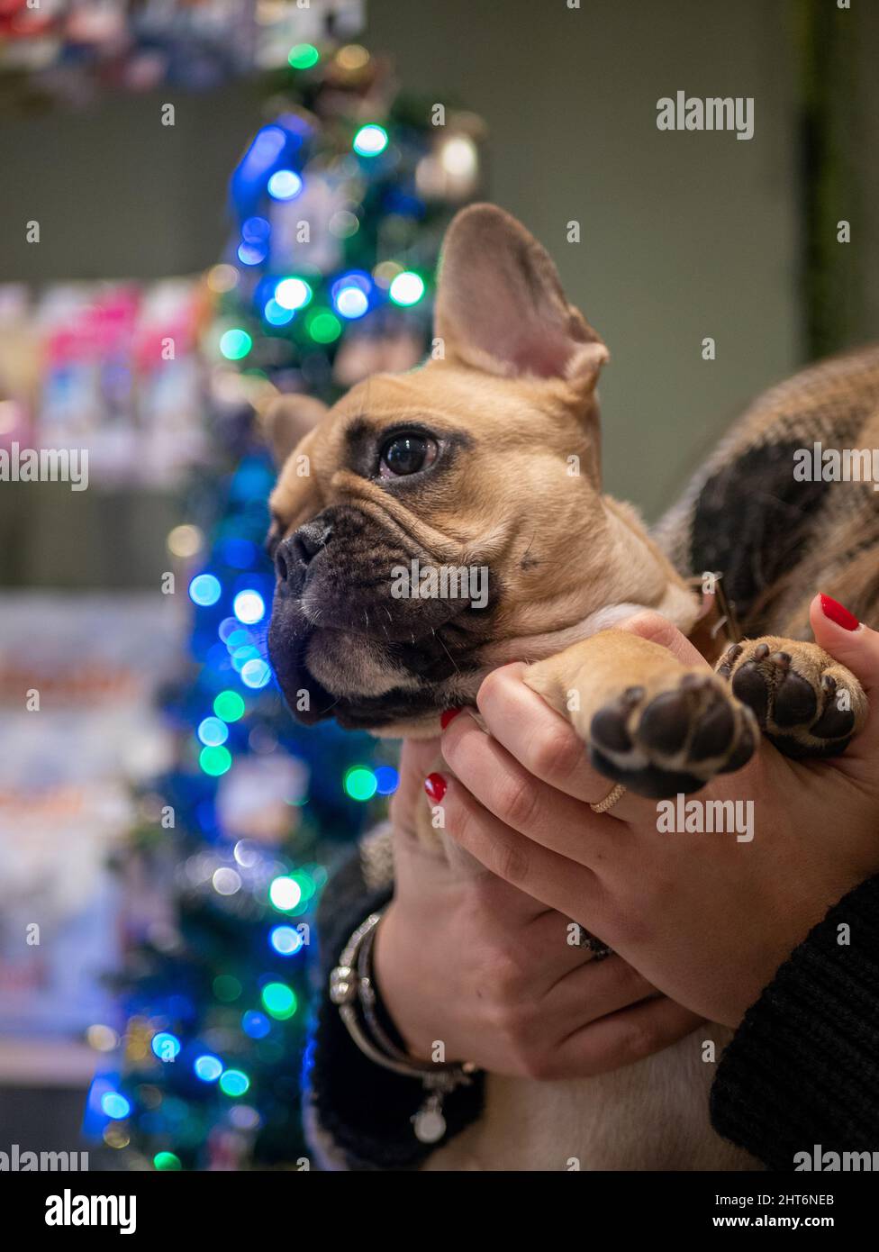 Vertical shot of the female hands holding a French Bulldog with the ...