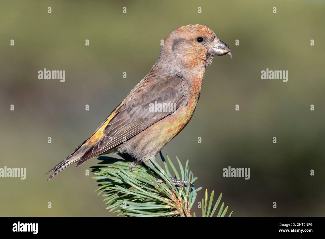 Common crossbill bird hi-res stock photography and images - Alamy
