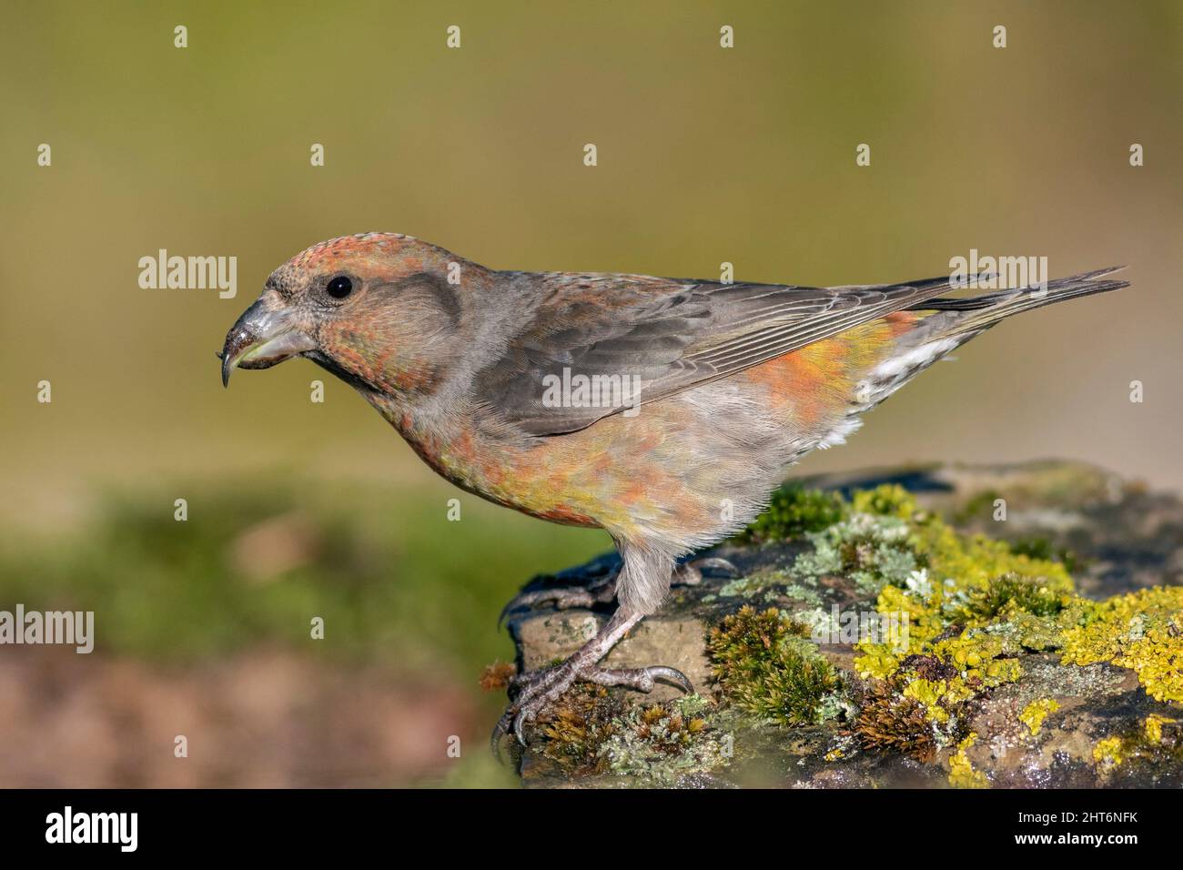 Common crossbill bird hi-res stock photography and images - Alamy