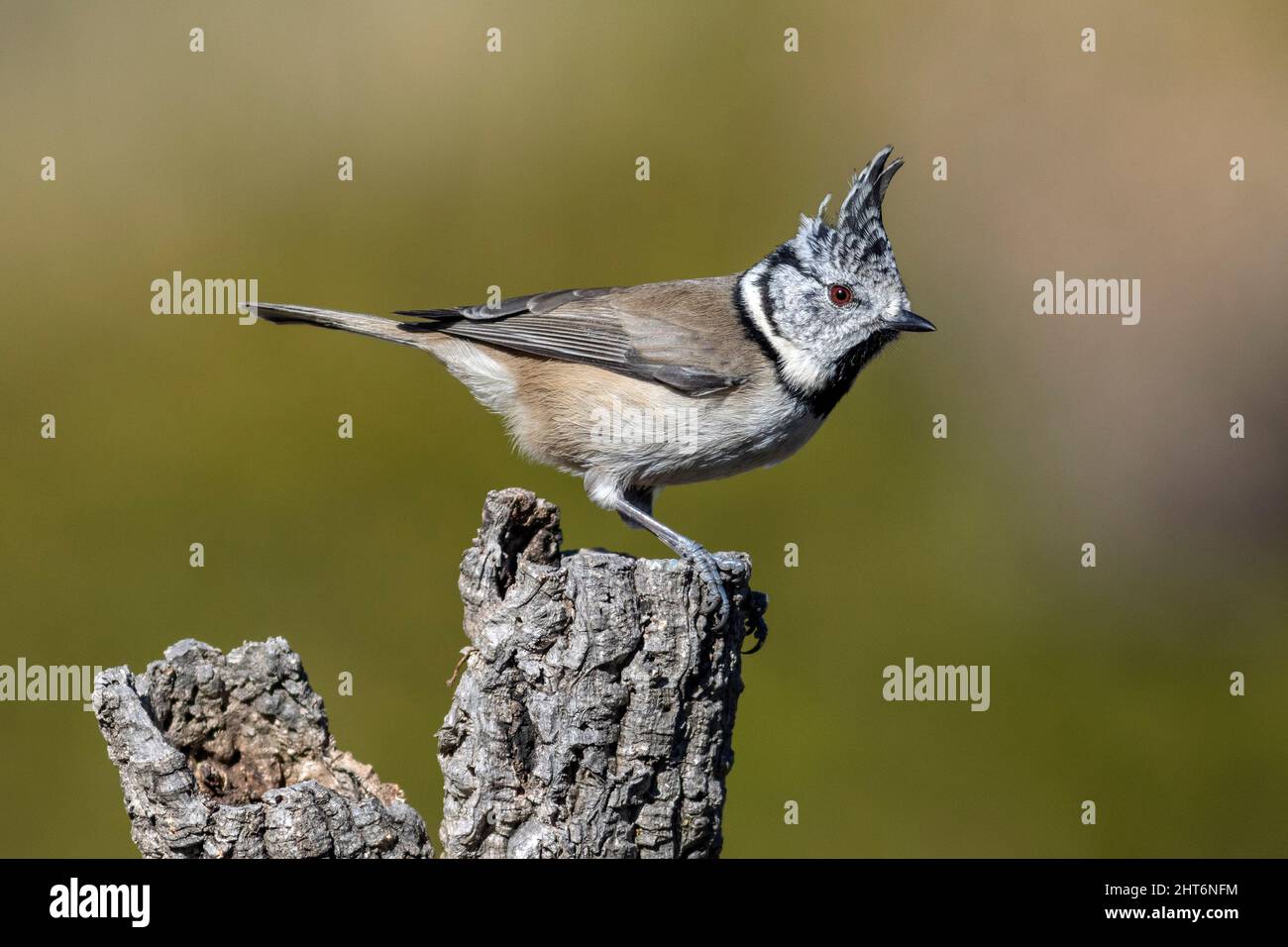 Crested tit, Lophophanes cristatus Stock Photo - Alamy