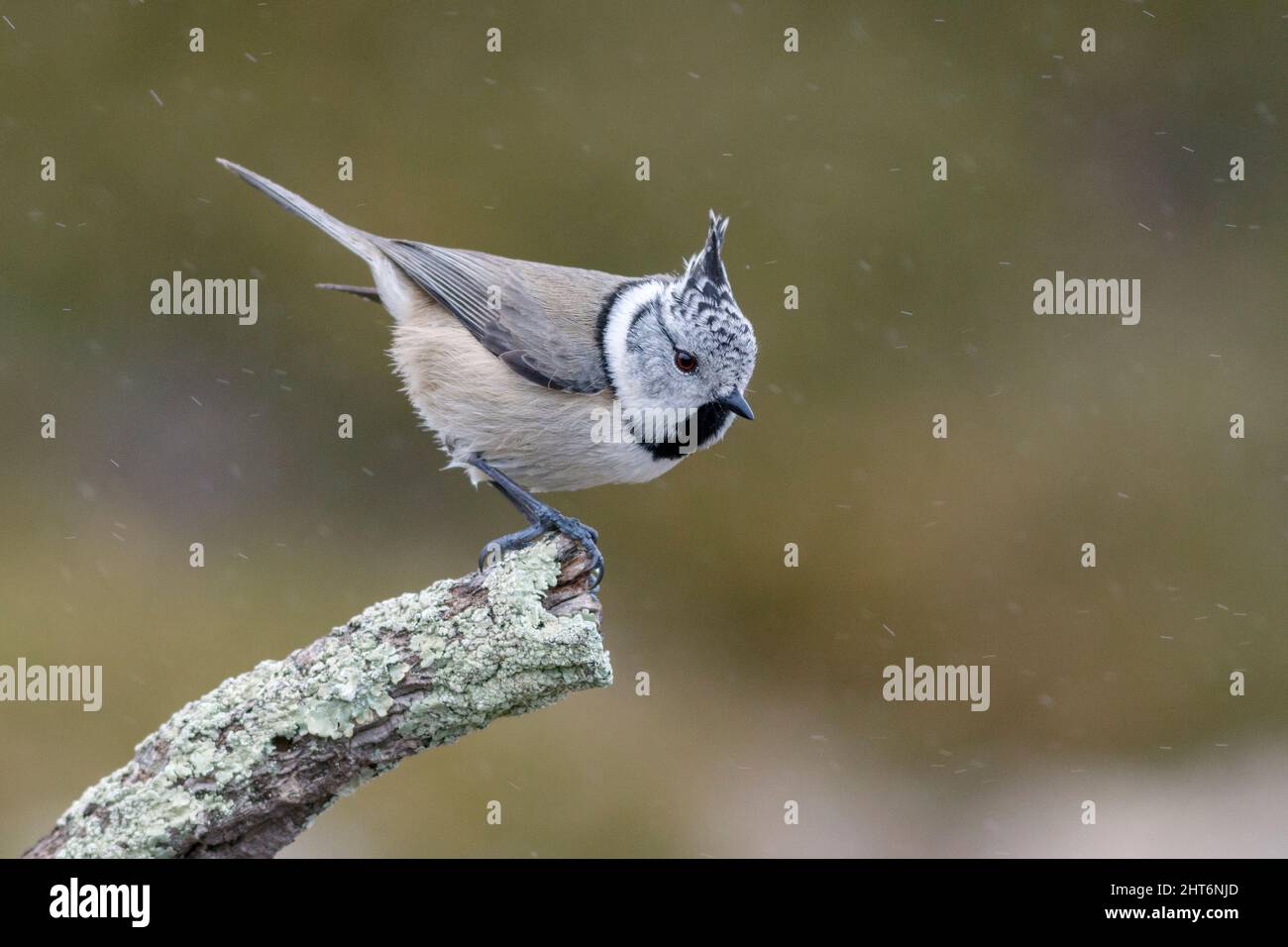 Crested tit, Lophophanes cristatus Stock Photo - Alamy