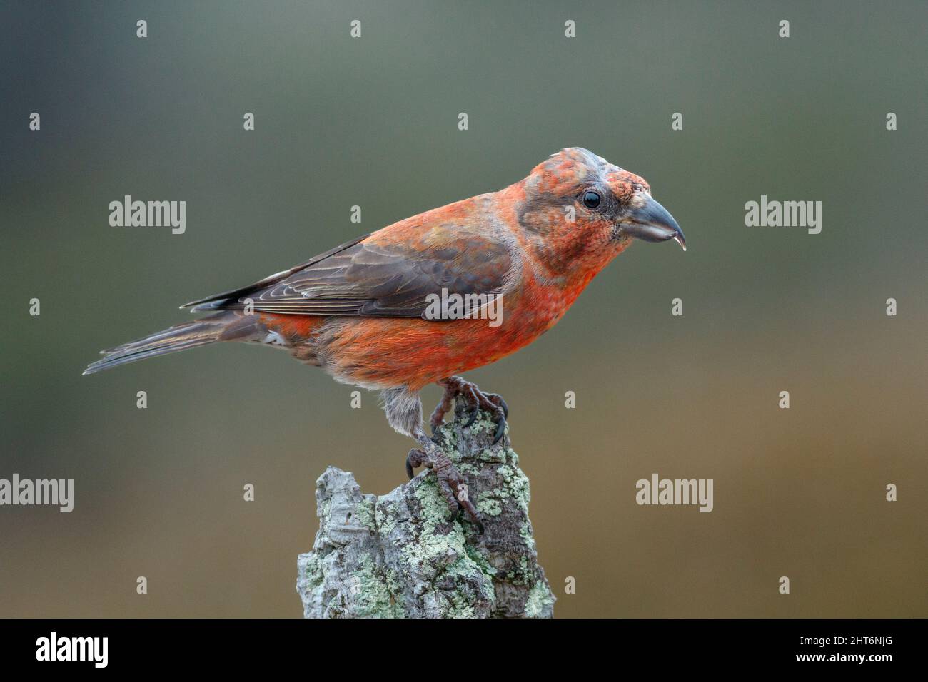 Common crossbill bird hi-res stock photography and images - Alamy