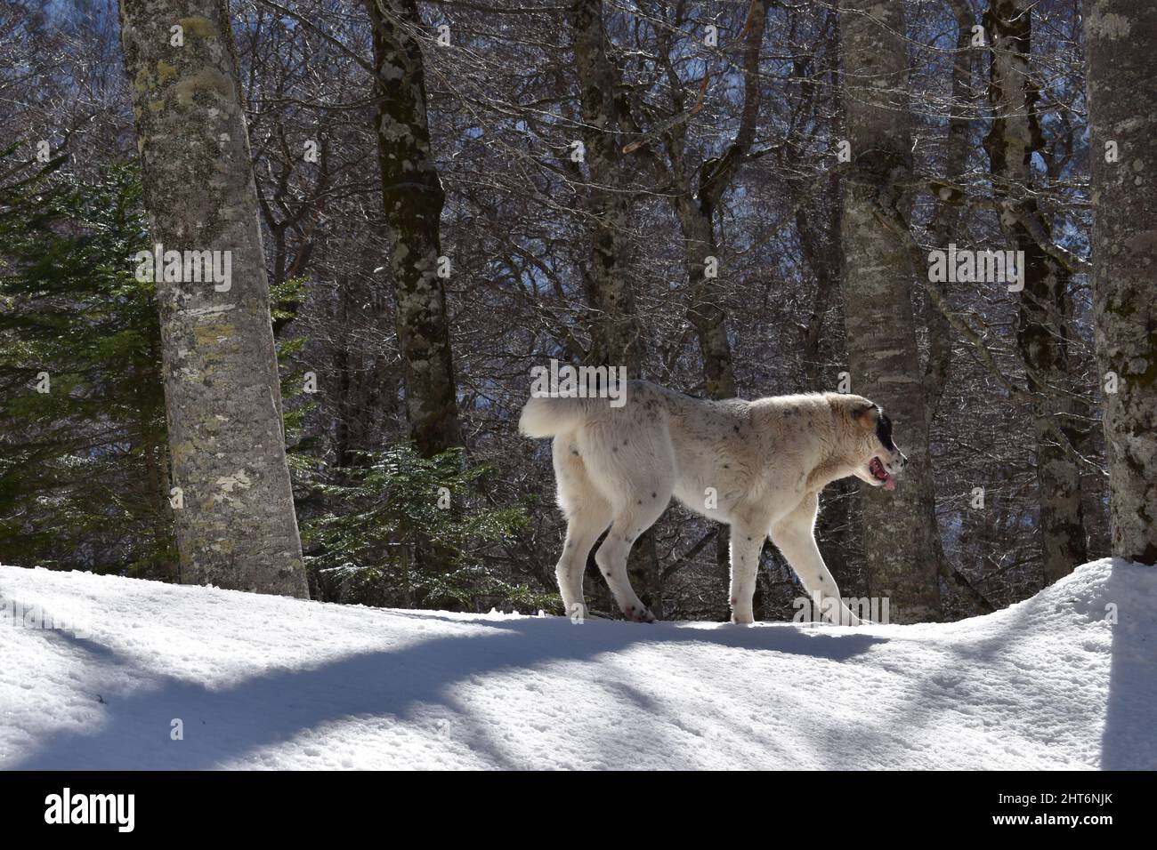 Winter hiking on Zelengora mountain, Bosnia Stock Photo - Alamy