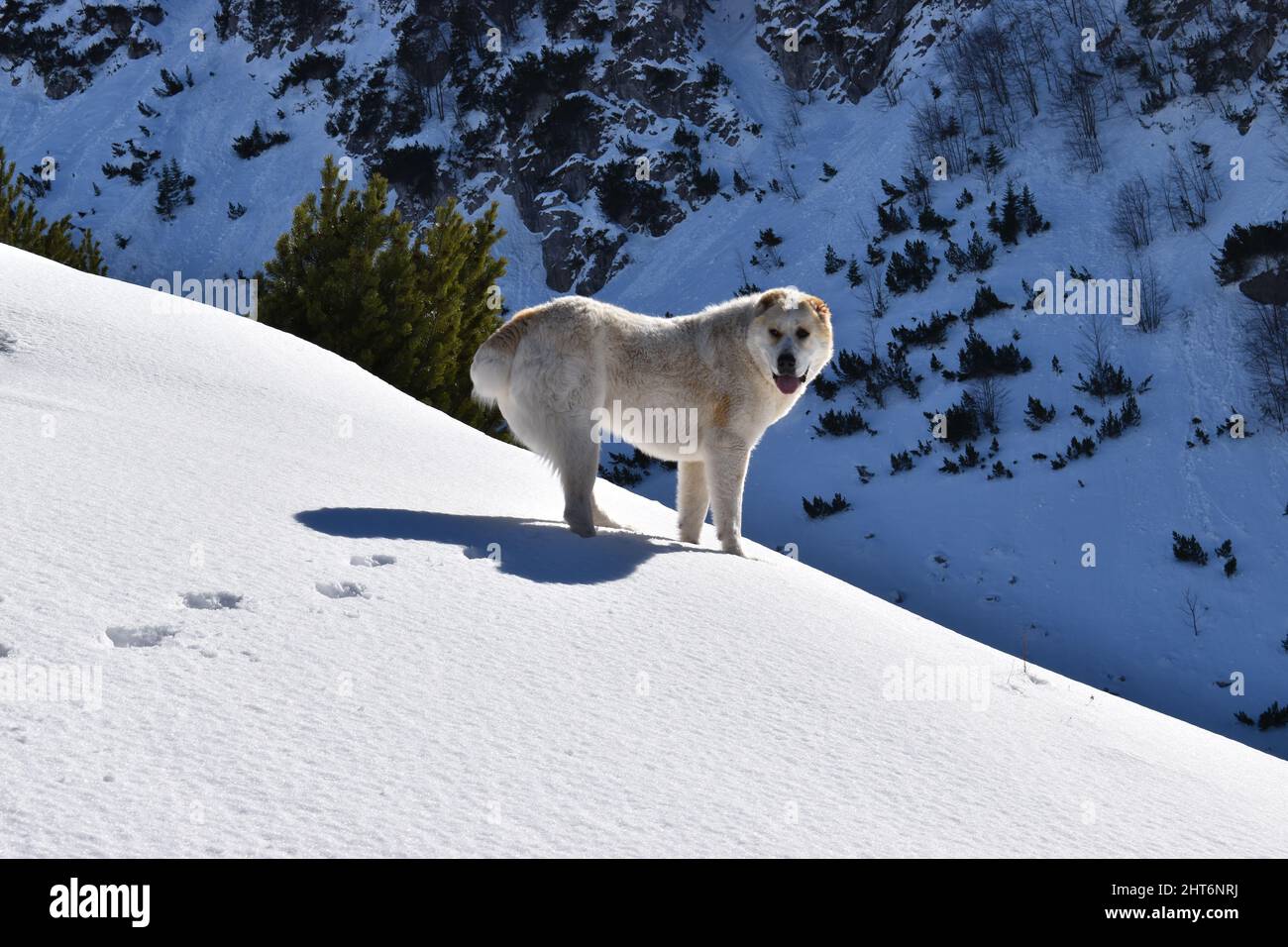 Winter hiking on Zelengora mountain, Bosnia Stock Photo - Alamy