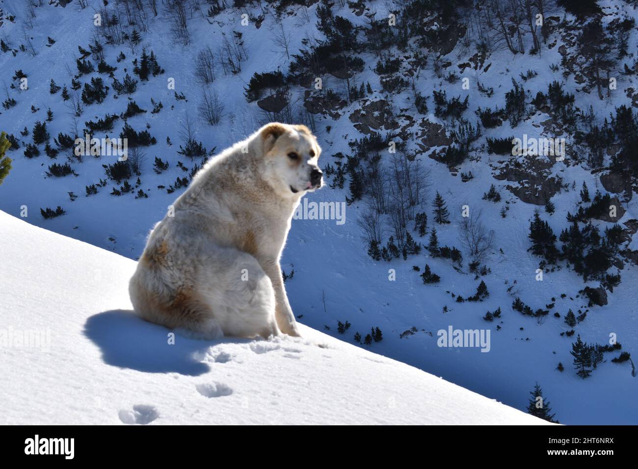 Winter hiking on Zelengora mountain, Bosnia Stock Photo - Alamy