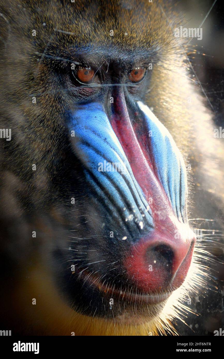 Red And Blue Faced Monkey