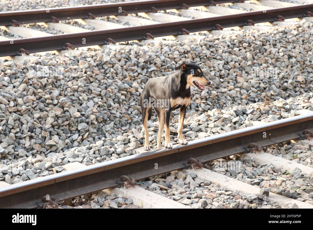 a dog stand on rail track Stock Photo - Alamy