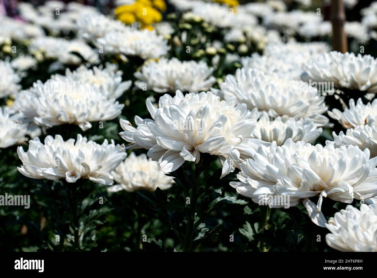 White Chrysanthemum morifolium flower with leaves Stock Photo - Alamy