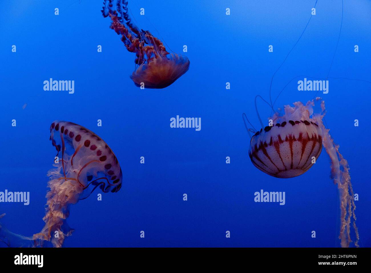 Magical jellyfish in the ocean Stock Photo - Alamy