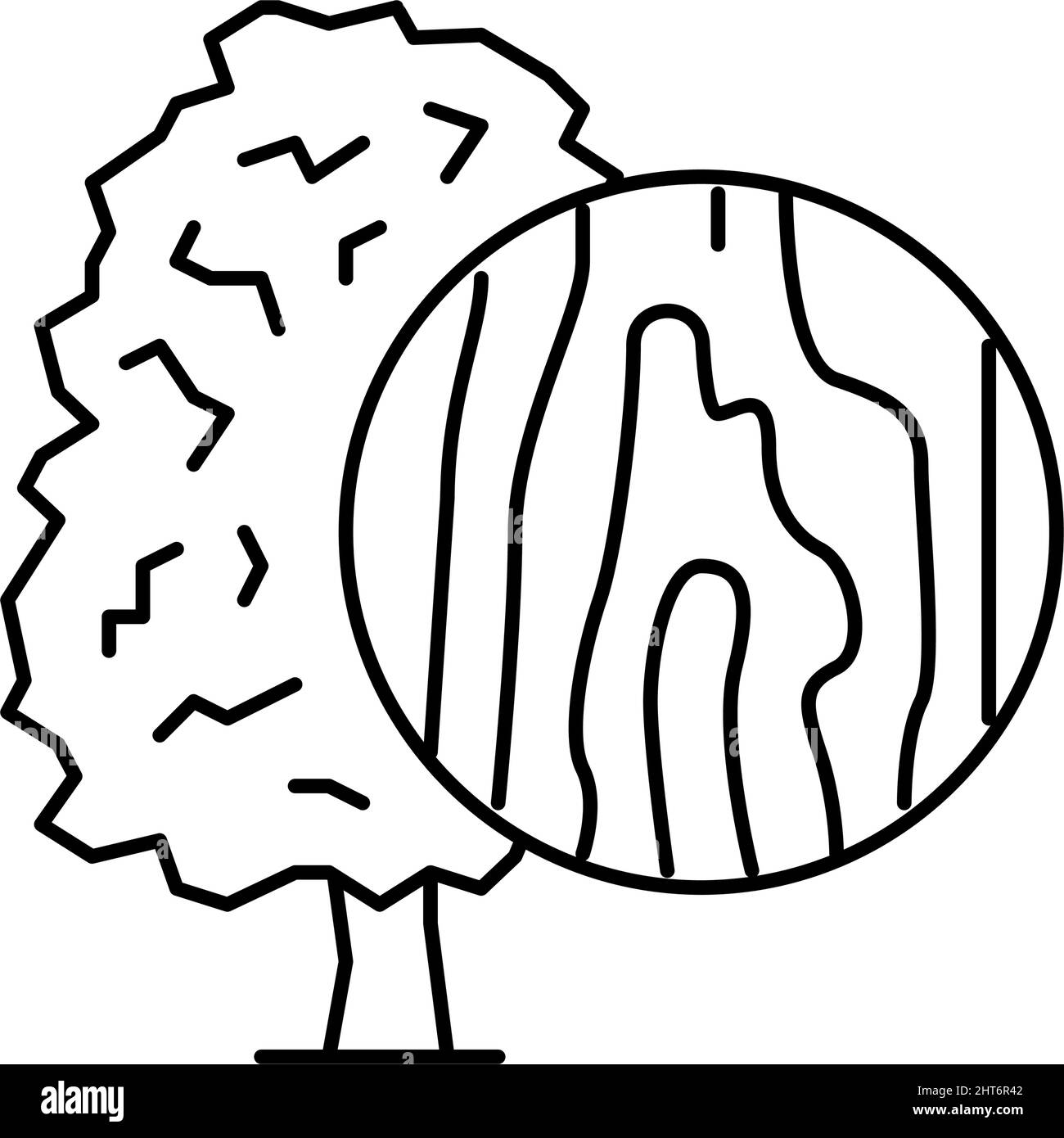 Walnut with maple Black and White Stock Photos & Images - Alamy