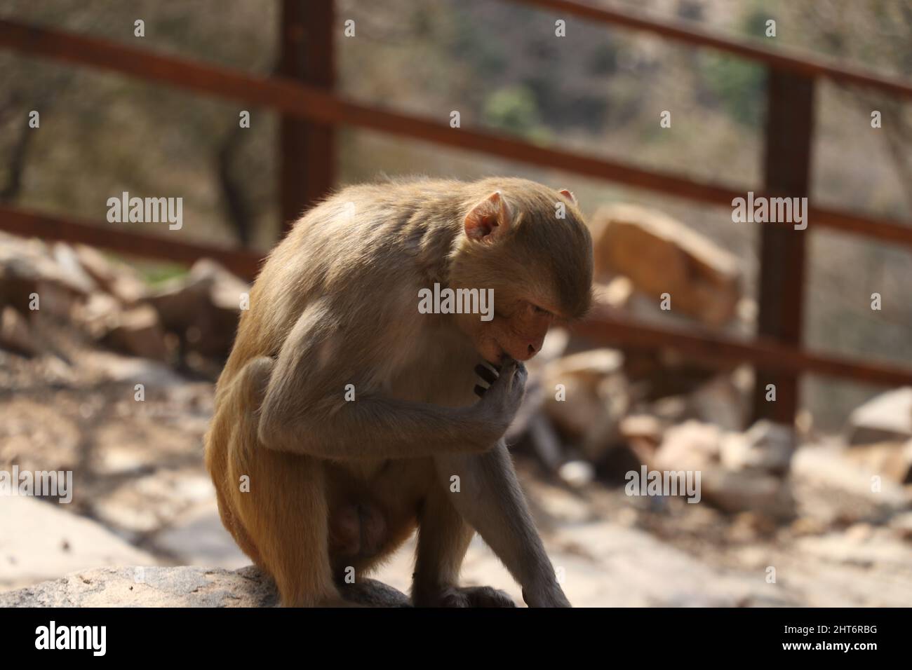 red face monkey sitting on mountain Stock Photo - Alamy