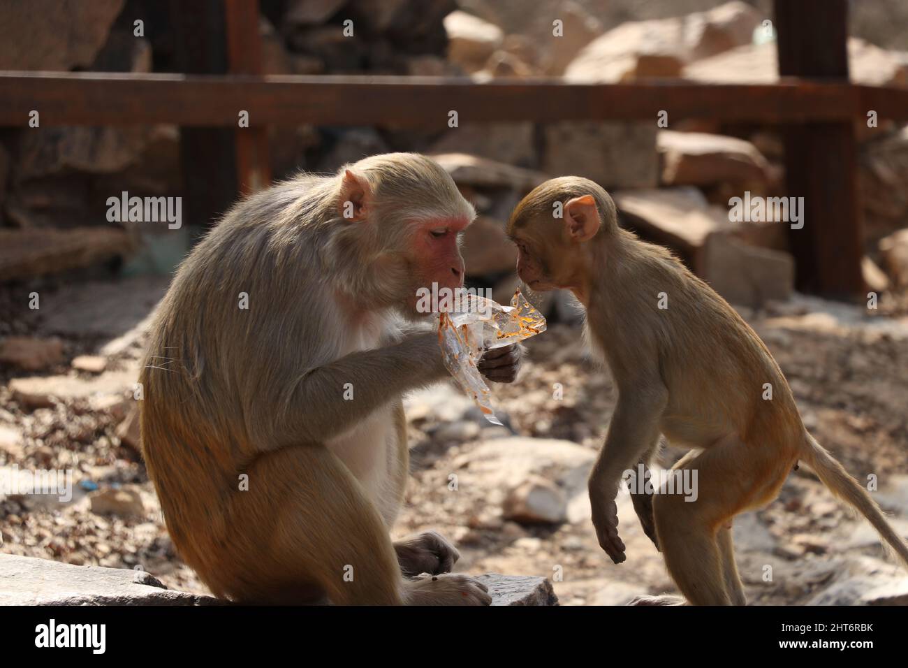 monkey sitting on rock and eating plastic garbage Stock Photo - Alamy