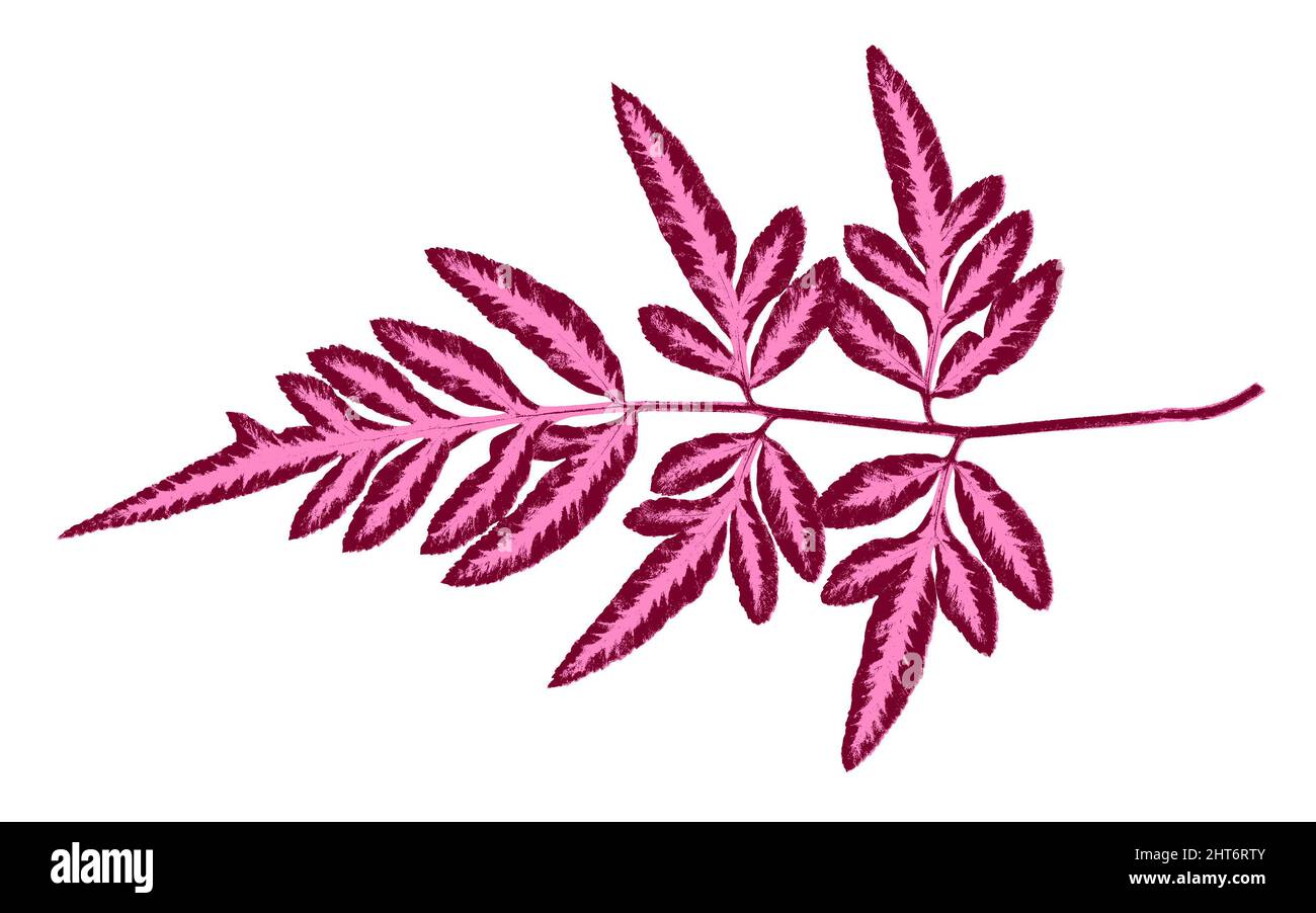 Fern leaf illustration in pink tones on white background Stock Photo ...