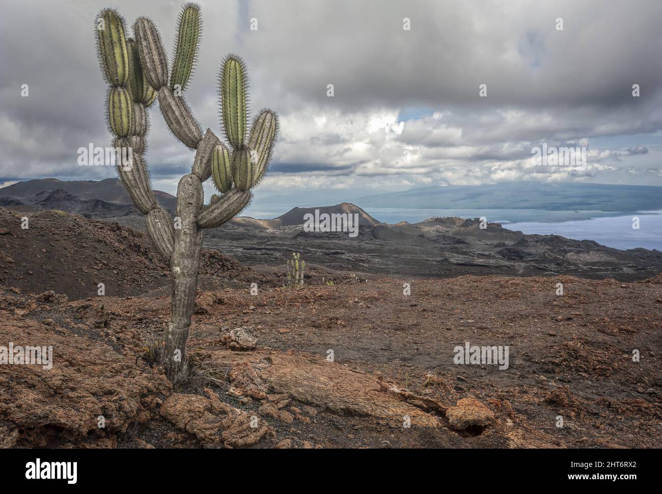 Cactus grown in "Volcan Chico", the Sierra Negra Stock Photo - Alamy