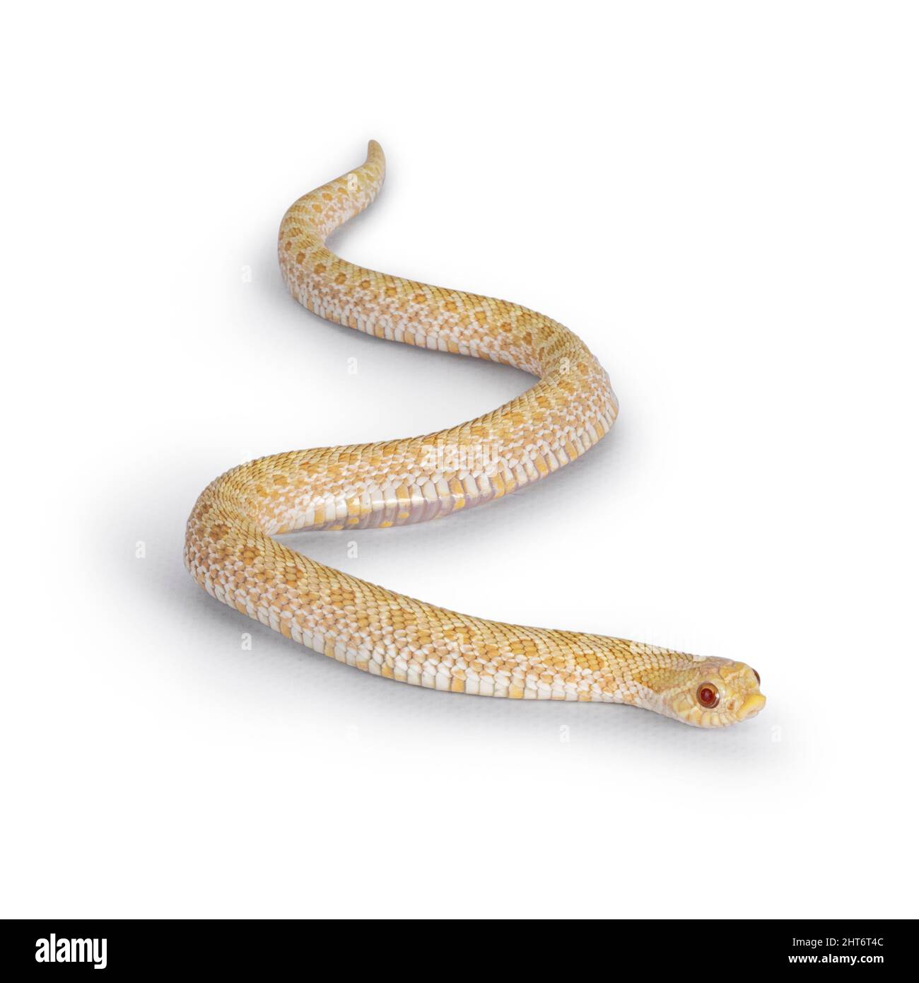 Top view shot of Young albino hognose snake moving side ways. Isolated ...