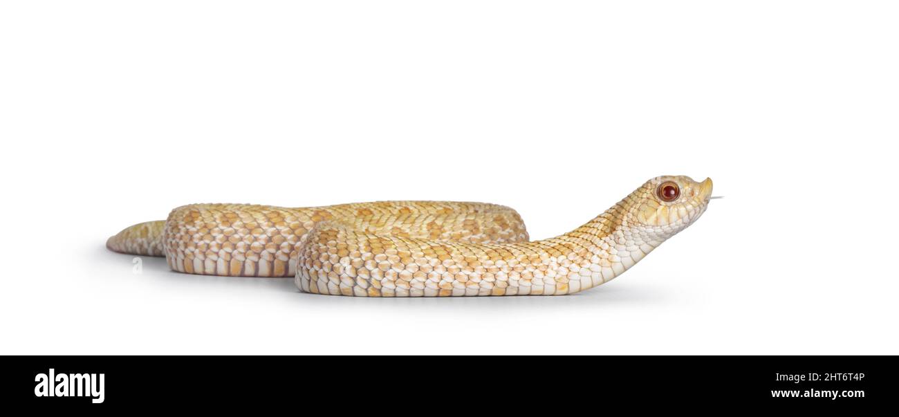 Side view of young albino hognose snake moving side ways. Isolated on a ...