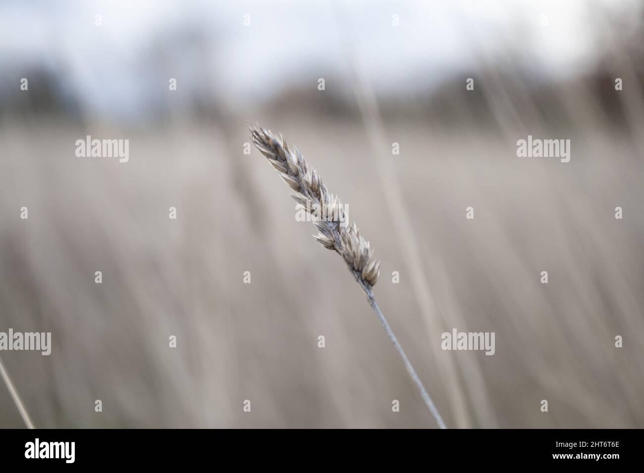 Closeup of a dry blade of grass in the field Stock Photo - Alamy