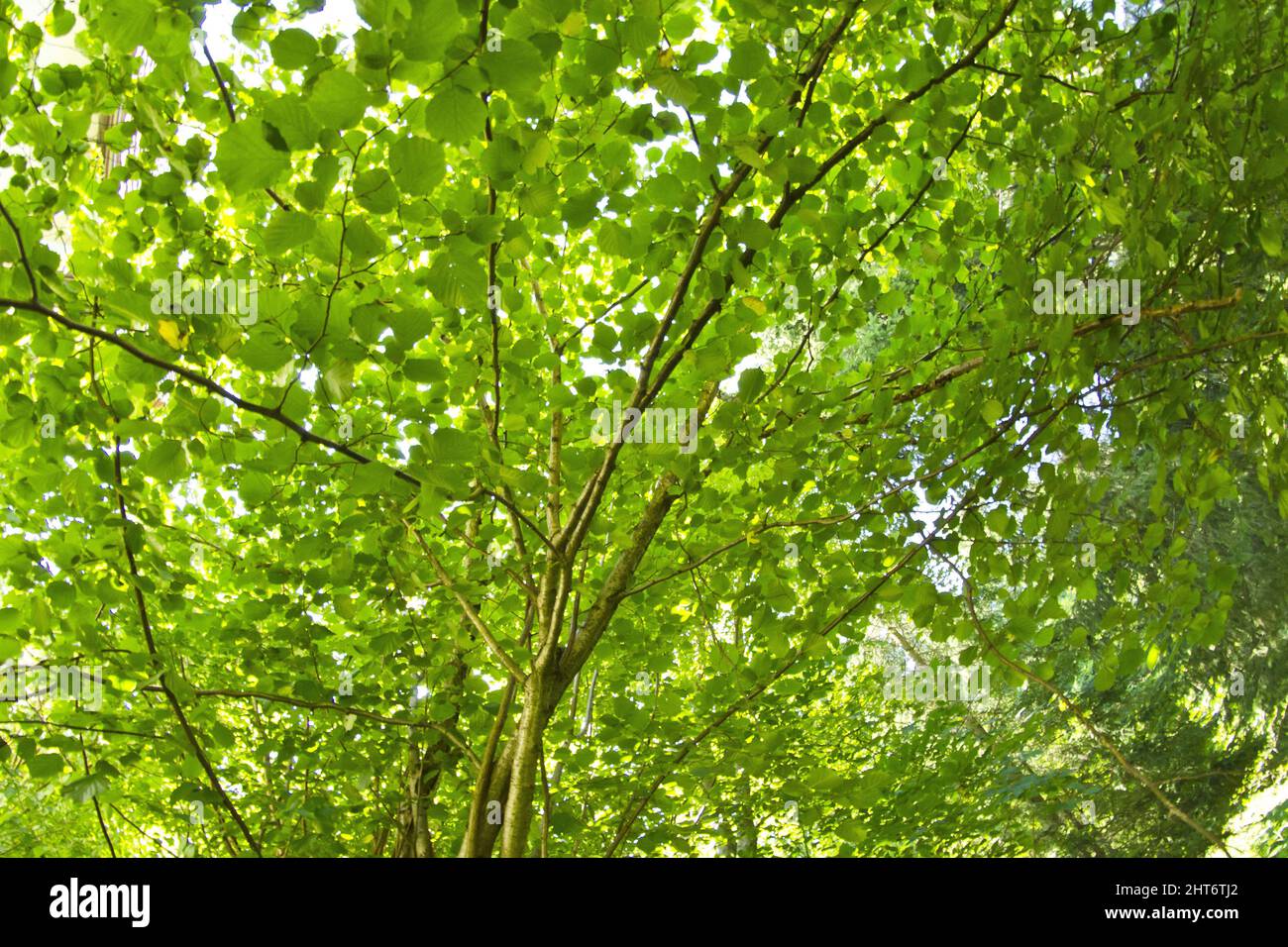 Low angle of Corylus avellana branches with green foliage Stock Photo ...