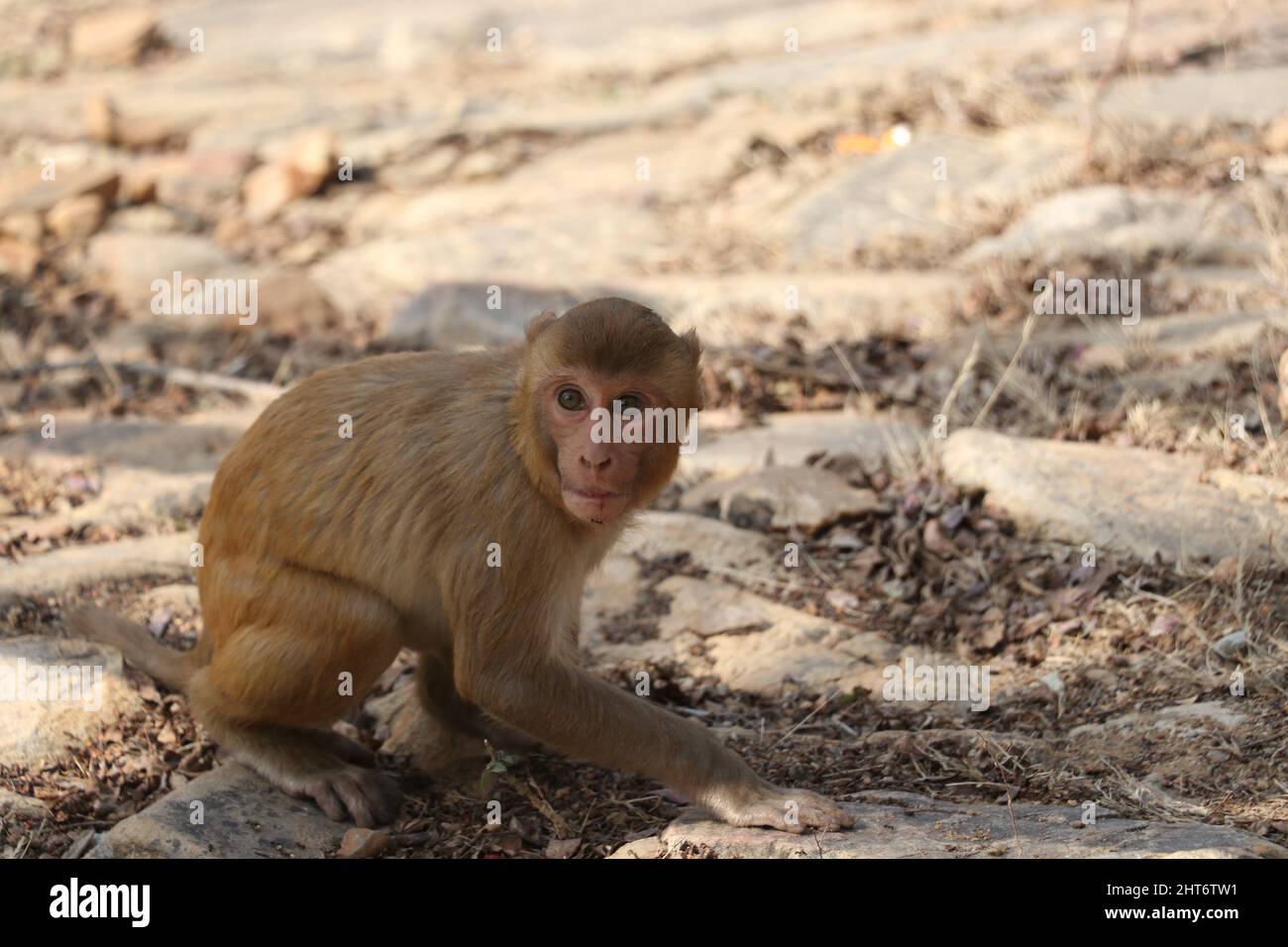 red face monkey sitting on mountain Stock Photo - Alamy