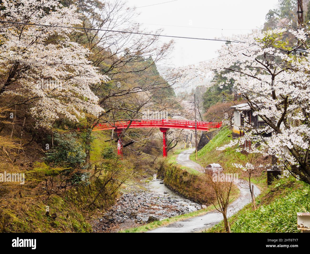 Bridge in between beautiful spring forest landscapes in Mount Koya ...