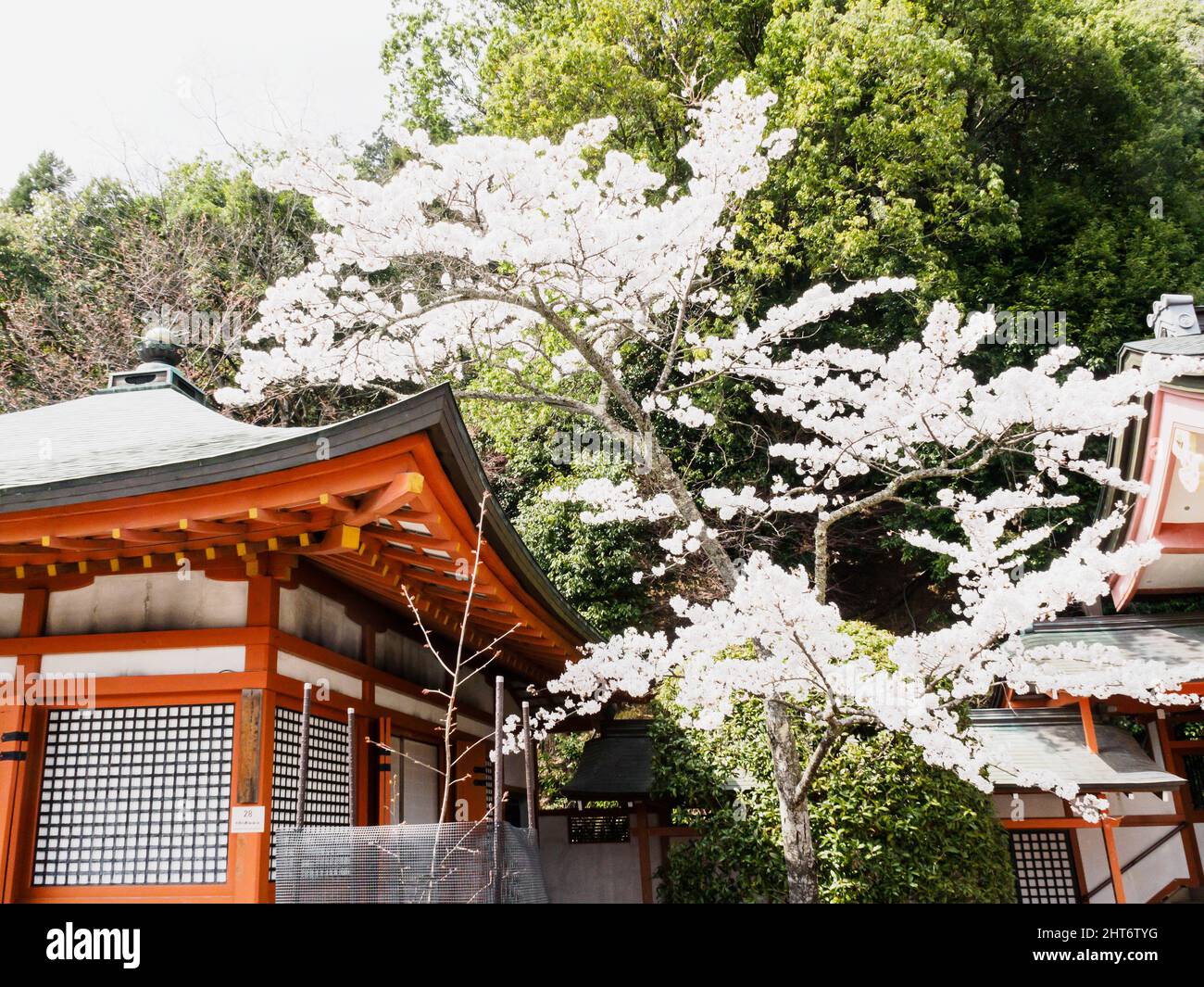 Beautiful spring blossoms in the Kibune Shrine, Kyoto, Japan Stock ...