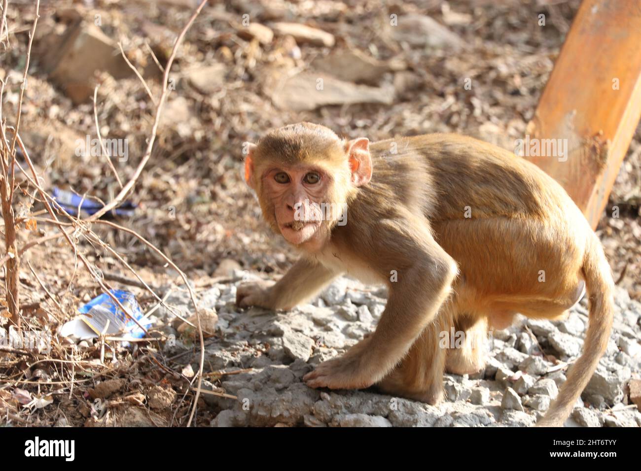 red face monkey sitting on mountain Stock Photo - Alamy